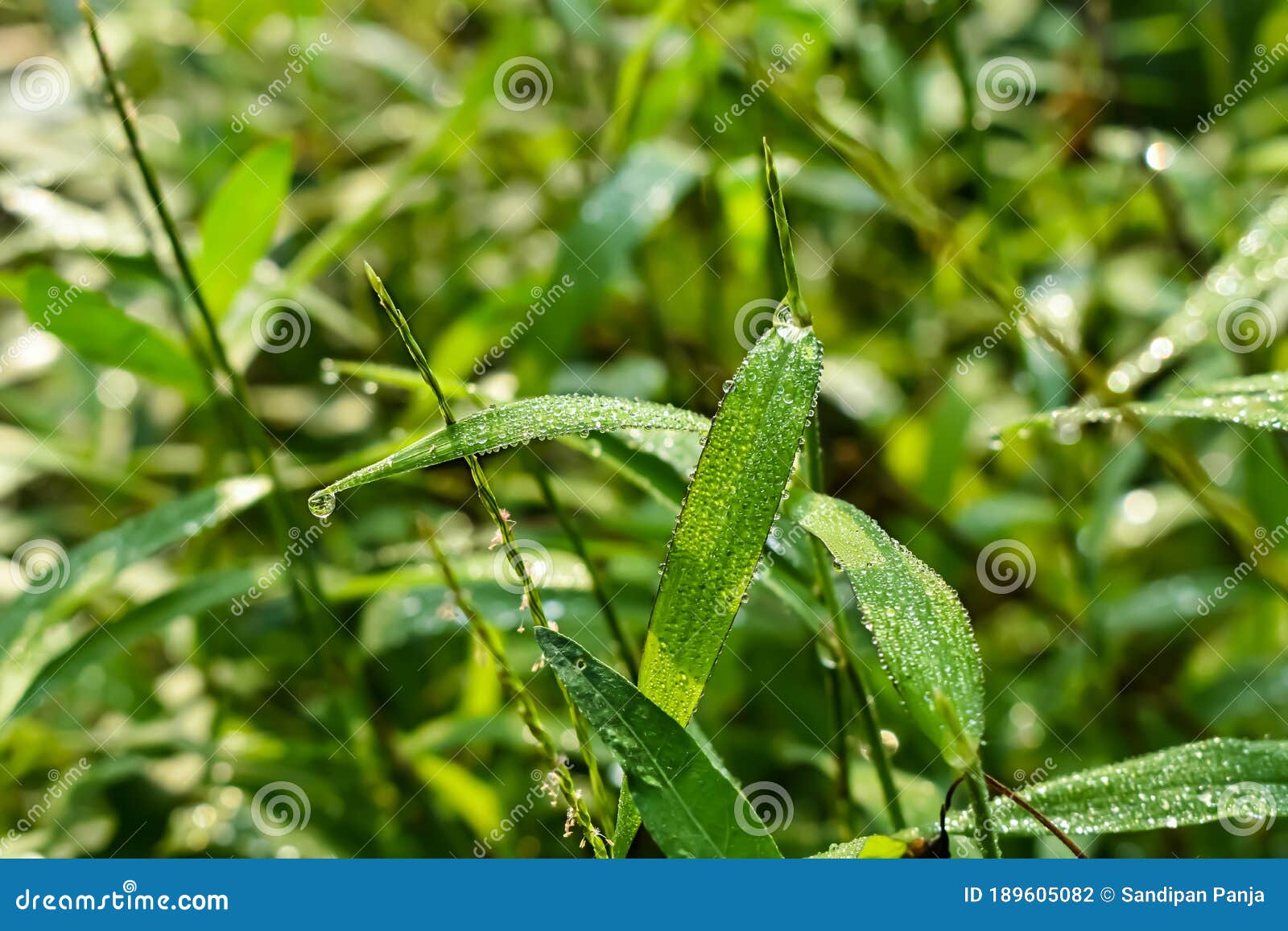 Morning Dew Drop Fall on the Small Green Grass Leaf Close-up Shot in ...