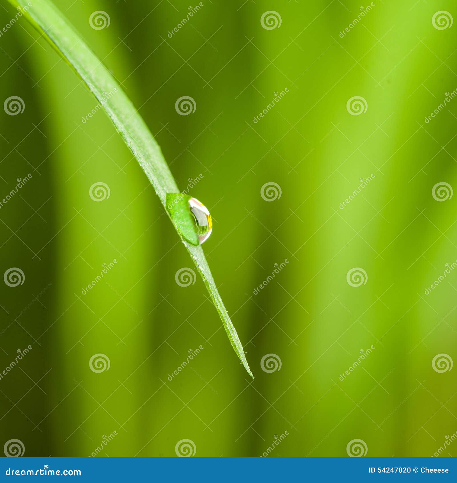 Morning Dew Drop Falling from Fresh Green Grass Stock Photo - Image of ...