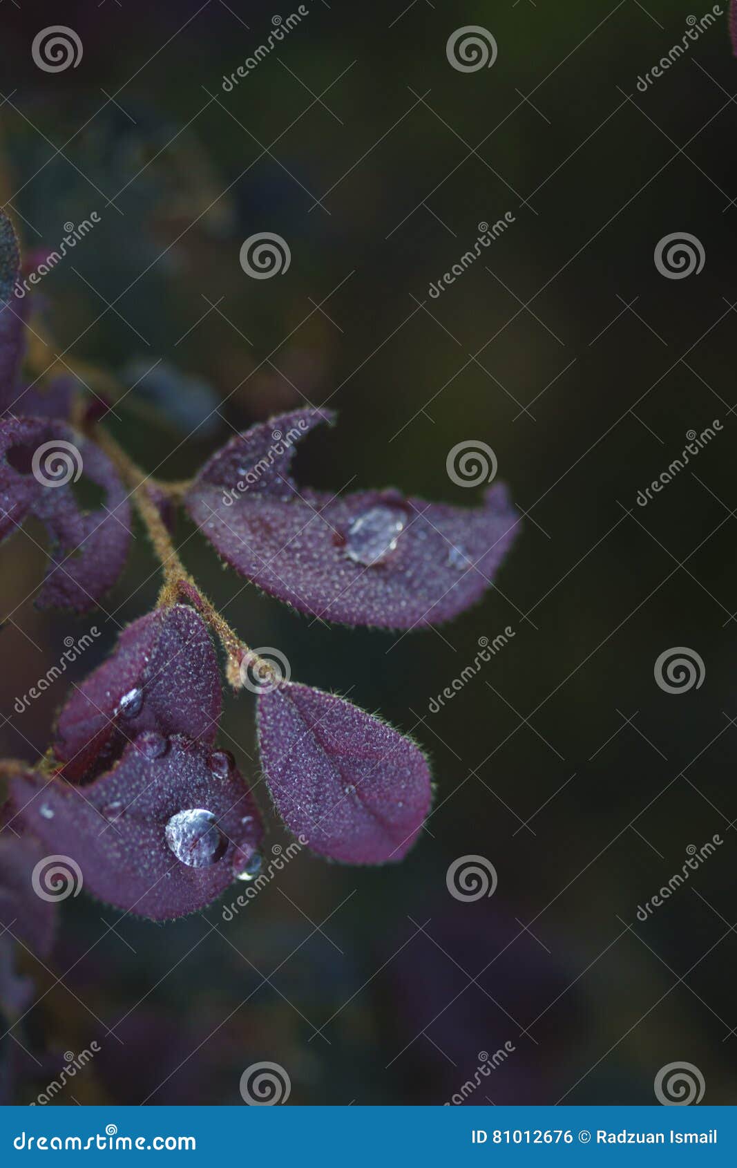 Morning dew drop stock photo. Image of drop, shot, morning - 81012676