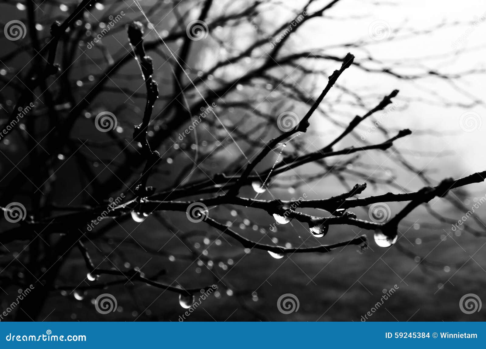 Morning Dew Droplets on a Tree Branch Stock Photo - Image of outdoor ...