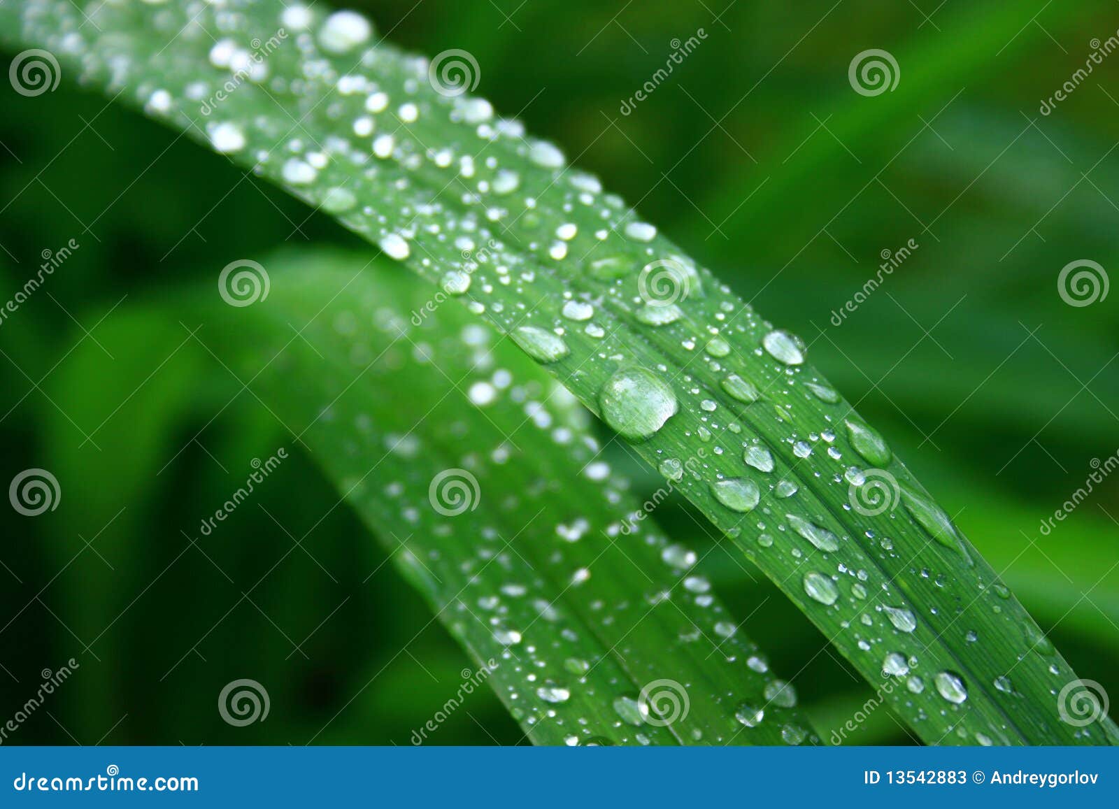 Morning dew drops stock image. Image of leaves, summer - 13542883