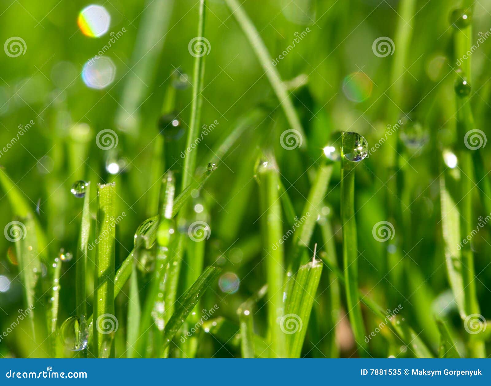Morning Dew Drops Picture. Image: 7881535