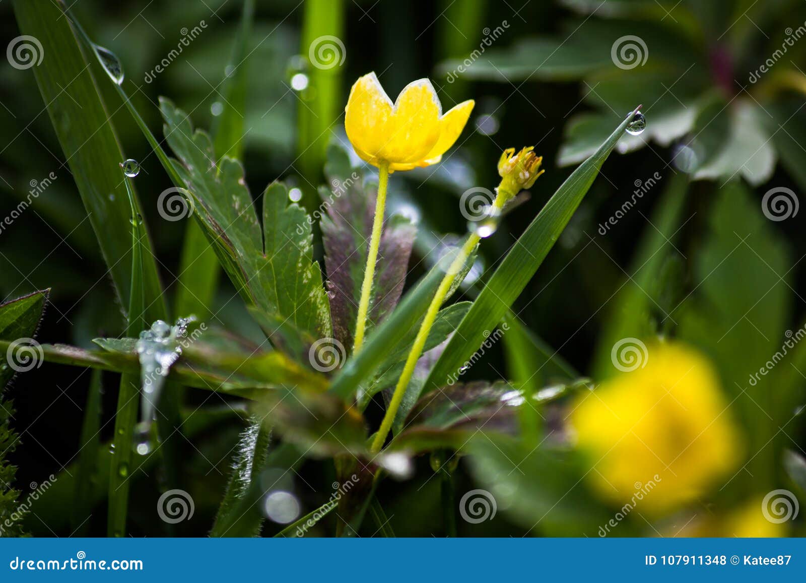 Dew Drops on Fresh Green Grass in Spring Stock Photo - Image of blur ...