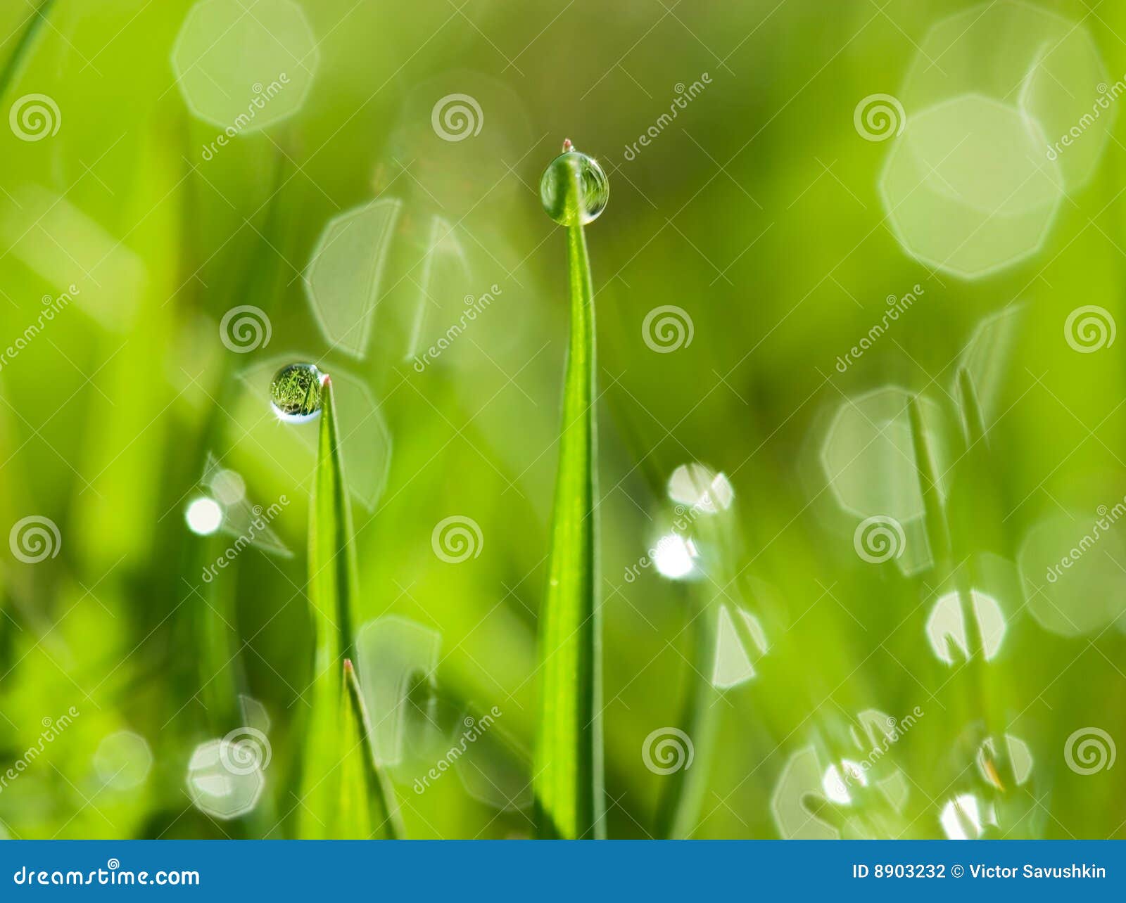 Morning Dew Drops on the Green Grass Stock Photo - Image of colorful ...