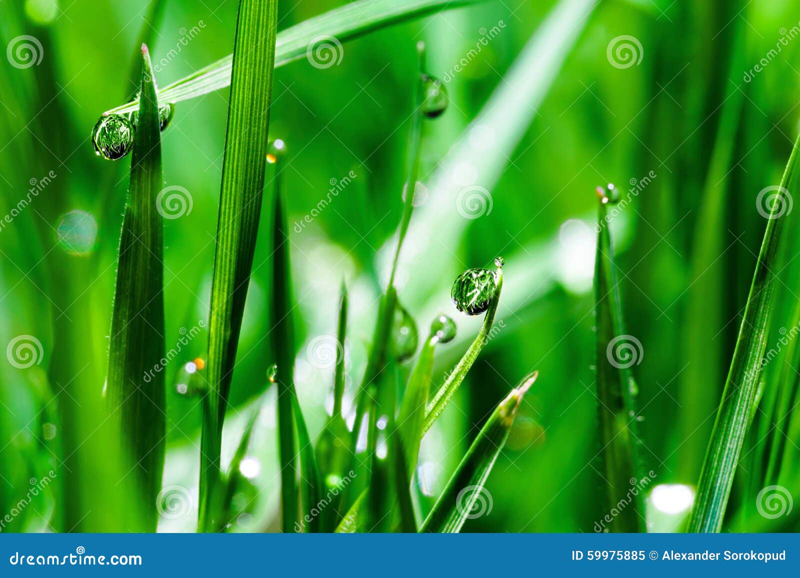 Morning Dew Drops on Green Grass Leaves Stock Image - Image of macro ...