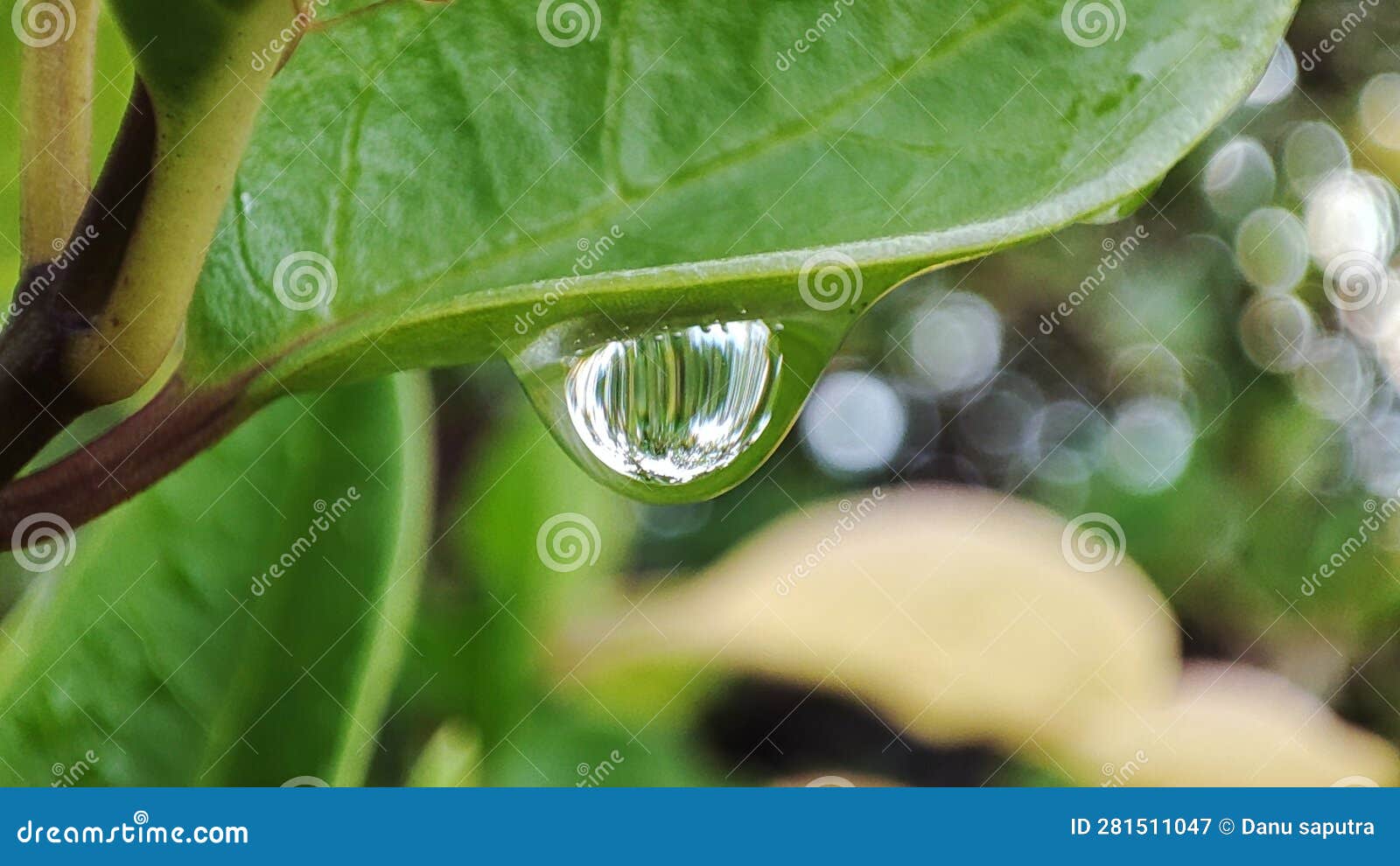 Morning Dew Drops on Leaves Stock Image - Image of drops, leaf: 281511047