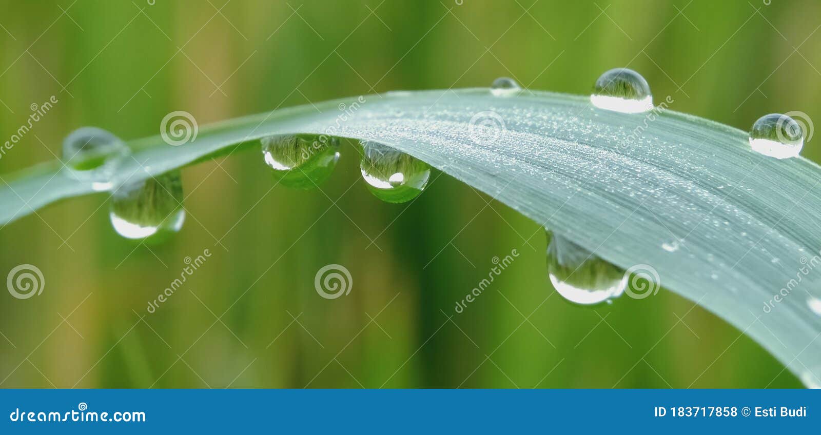 Morning Dew Drops Sparkled on the Grass in the Morning Sun. Stock Photo ...