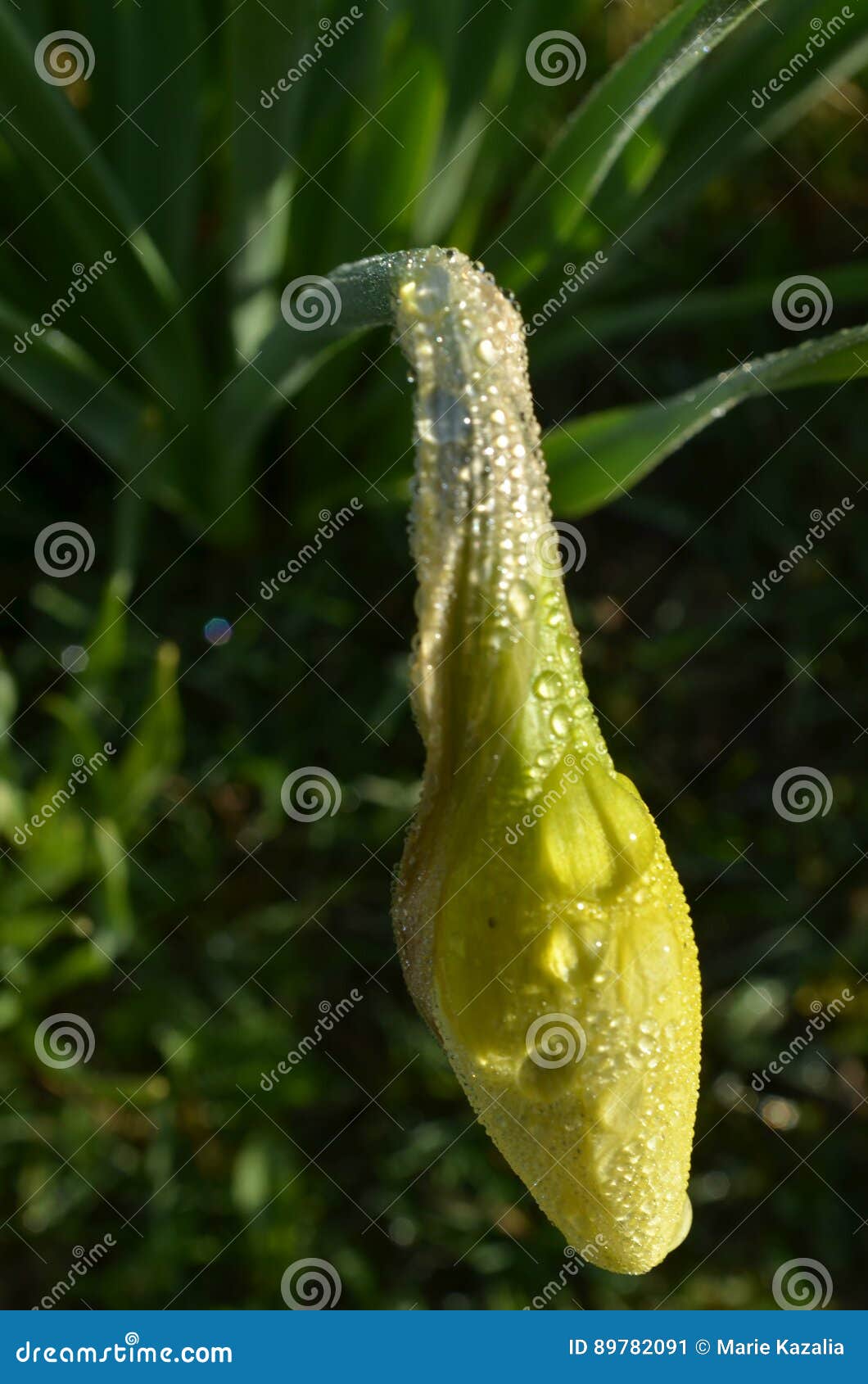 Morning Dew Drops on Spring Daffodil Bud Stock Image - Image of petals ...