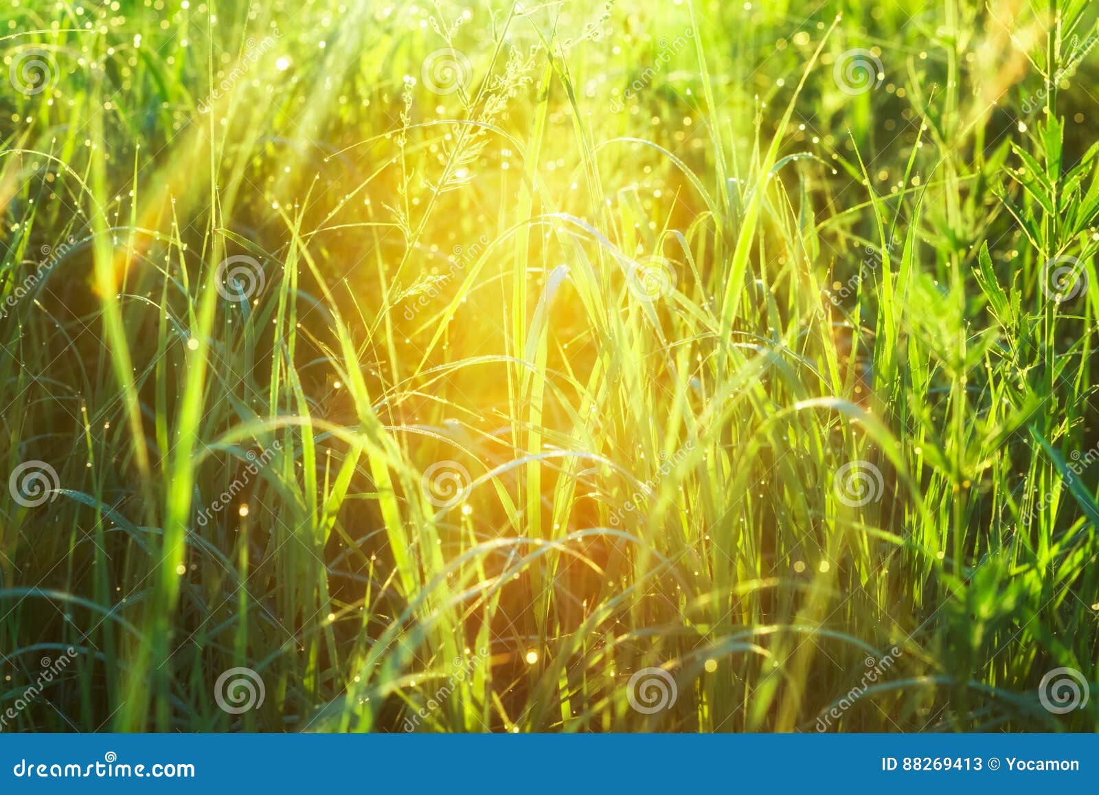 Morning Dew Drops on Spring Grass Stock Image - Image of countryside ...