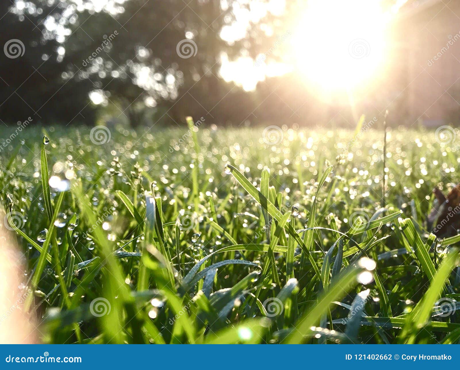 Morning Dew stock photo. Image of perspective, grass - 121402662