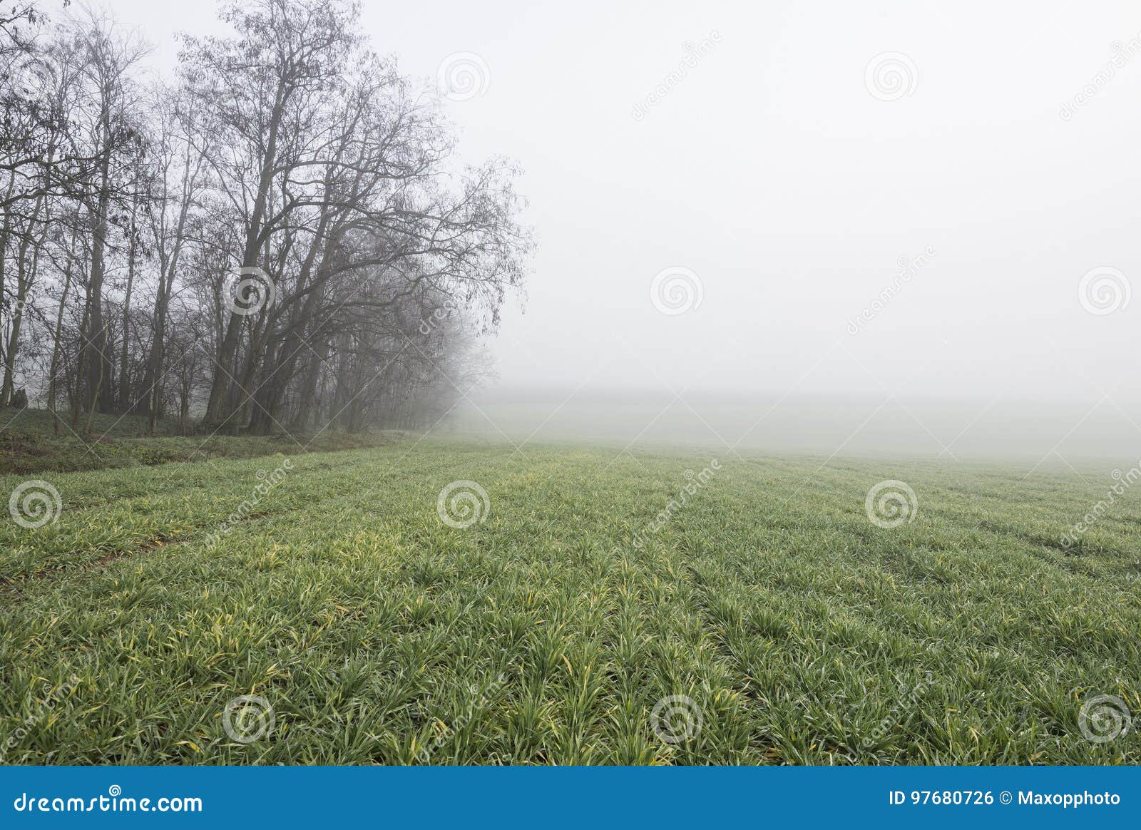 Morning Dew and in the Fall on Field and Trees Stock Photo - Image of ...