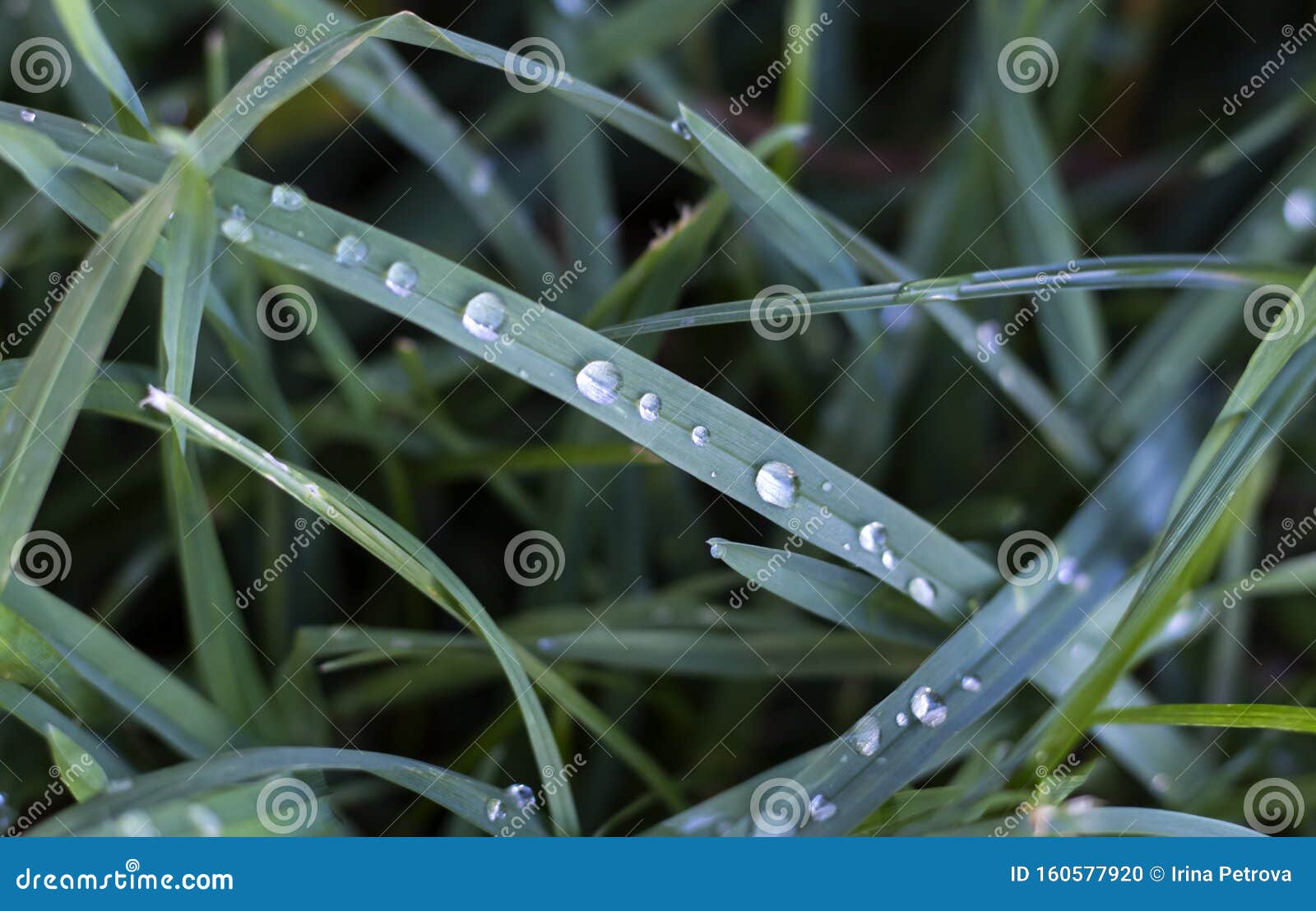 Morning Dew Falling on the Green Grass in Autumn Stock Photo - Image of ...