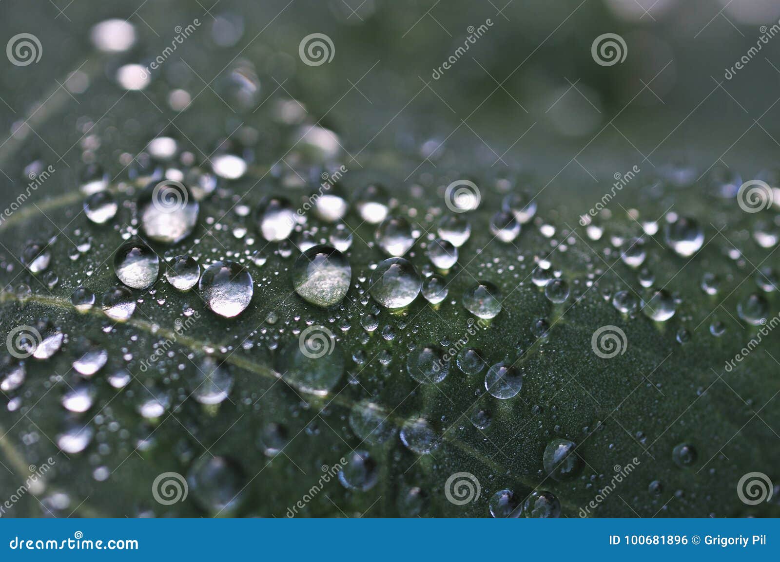 Morning dew. stock photo. Image of flower, bright, autumn - 100681896