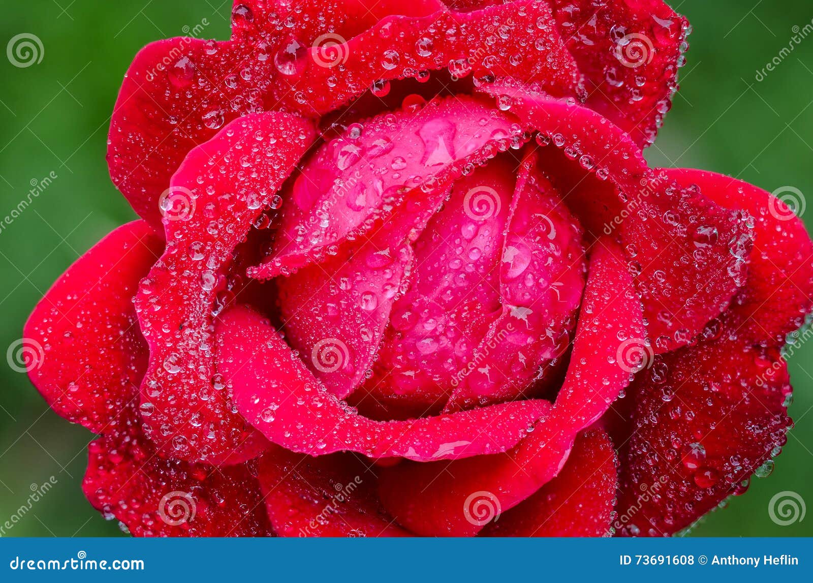 Morning dew, fresh rose stock photo. Image of closeup - 73691608