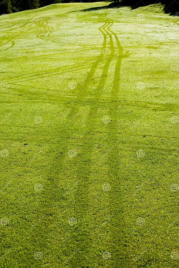 Morning dew on golf grass stock image. Image of green - 7684817