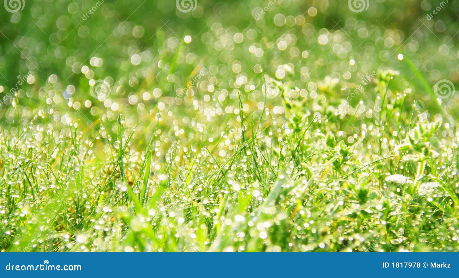 Morning dew in grass stock photo. Image of landscaping - 1817978