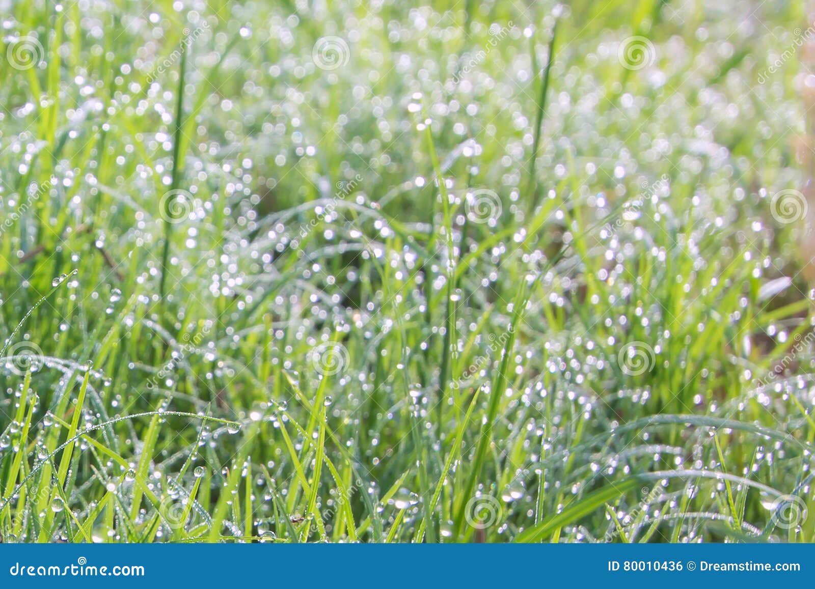 Morning Dew on the Grass Field. Stock Photo - Image of watercolor, corn ...