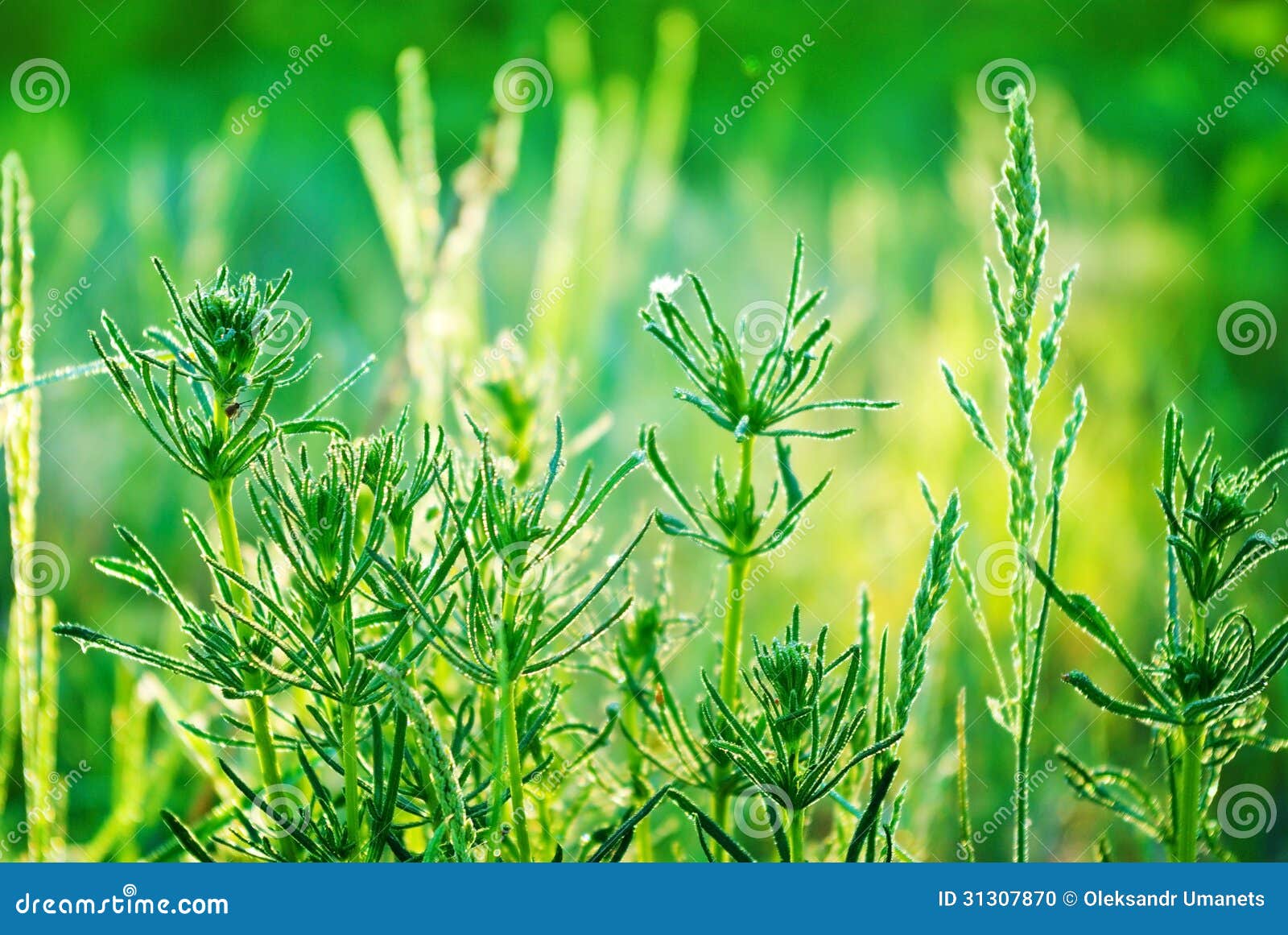 The Morning Dew on the Grass in the Forest. Stock Photo - Image of ...