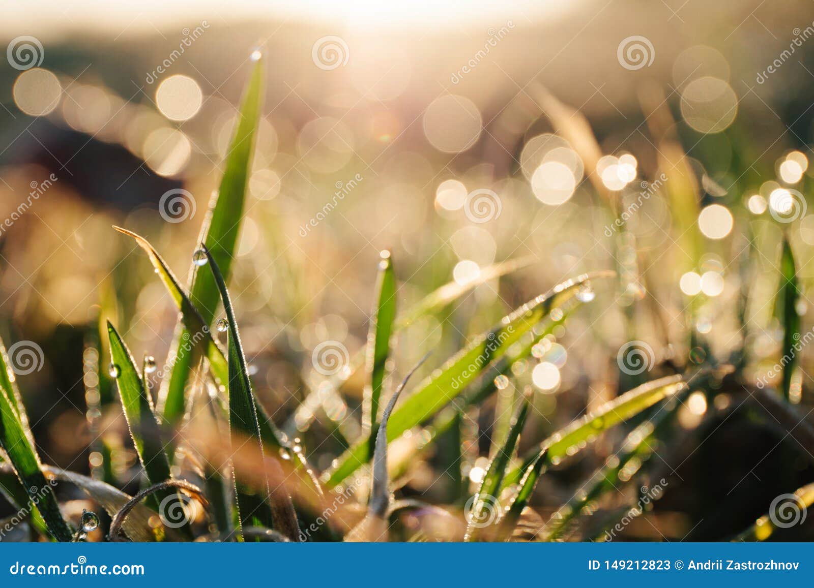 Morning Dew on the Grass in the Sun Stock Image - Image of liquid ...