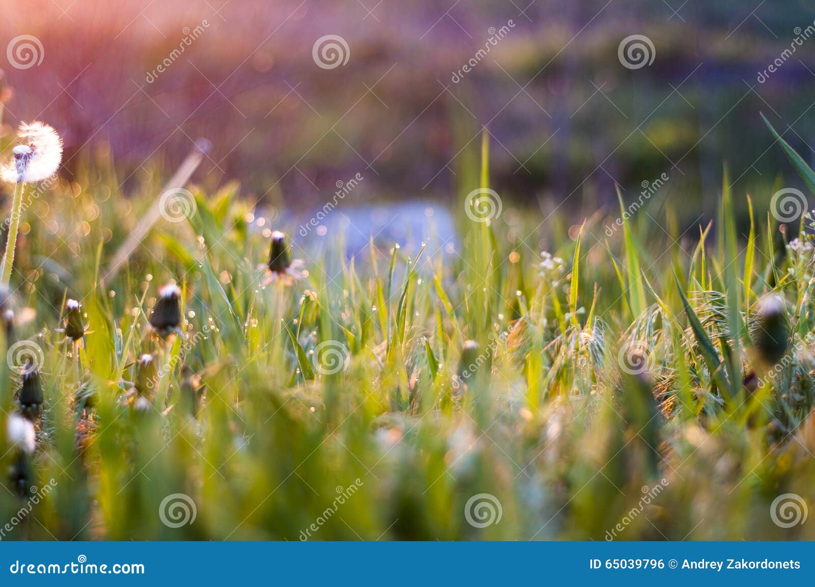 Morning dew stock photo. Image of mountains, outdoor - 65039796