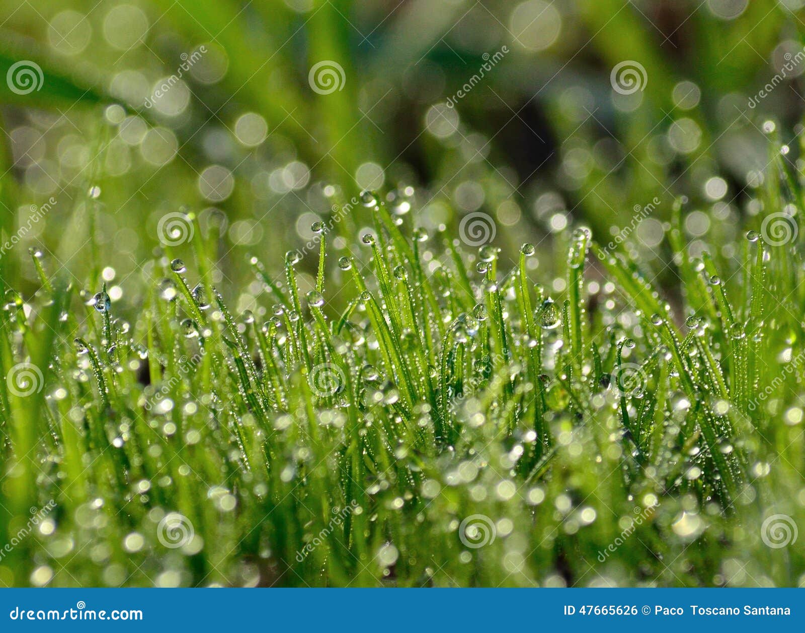 Morning Dew on the Green Grass Stock Photo - Image of botany ...