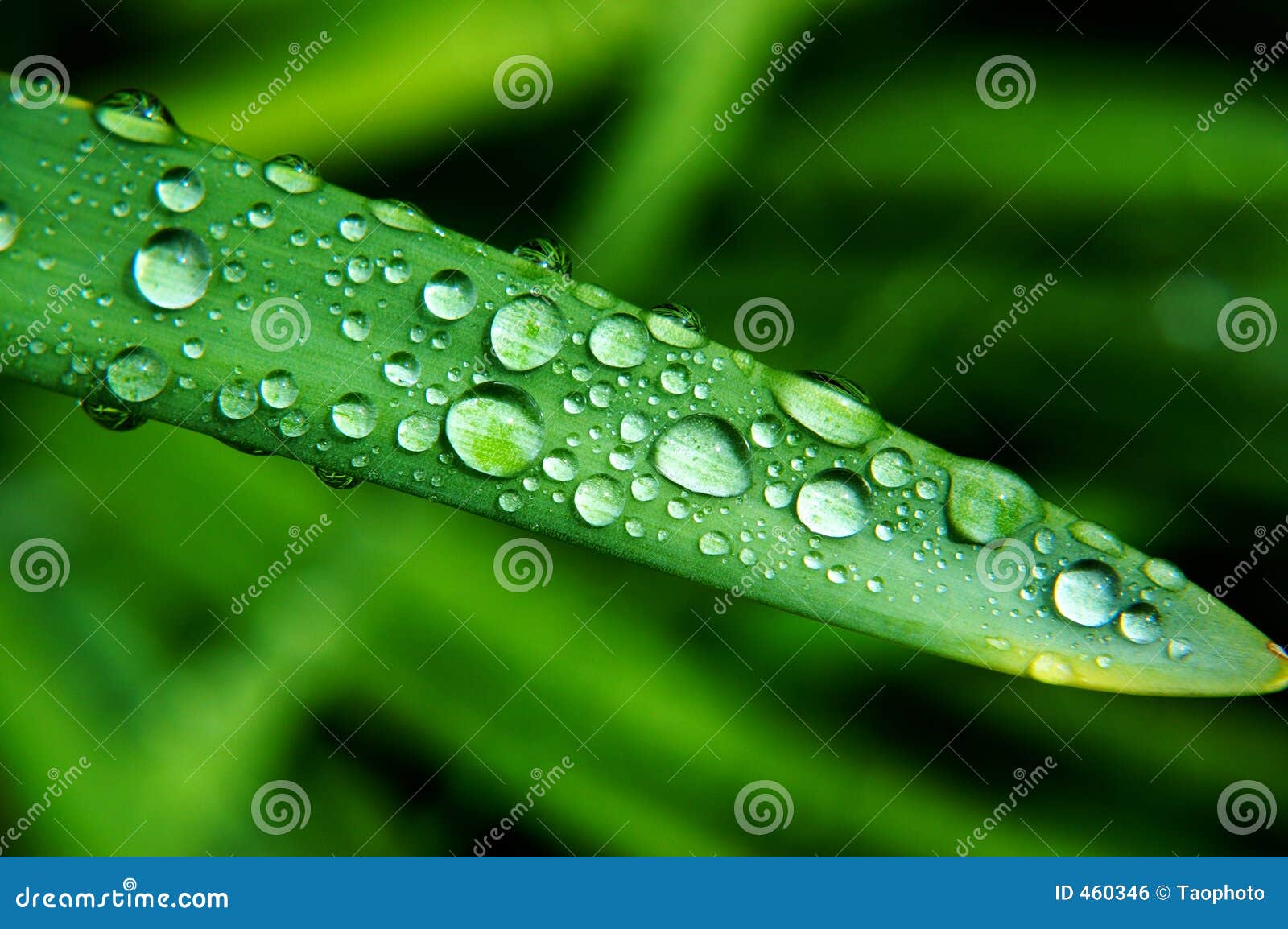 Morning dew on green Leaf stock photo. Image of nature - 460346