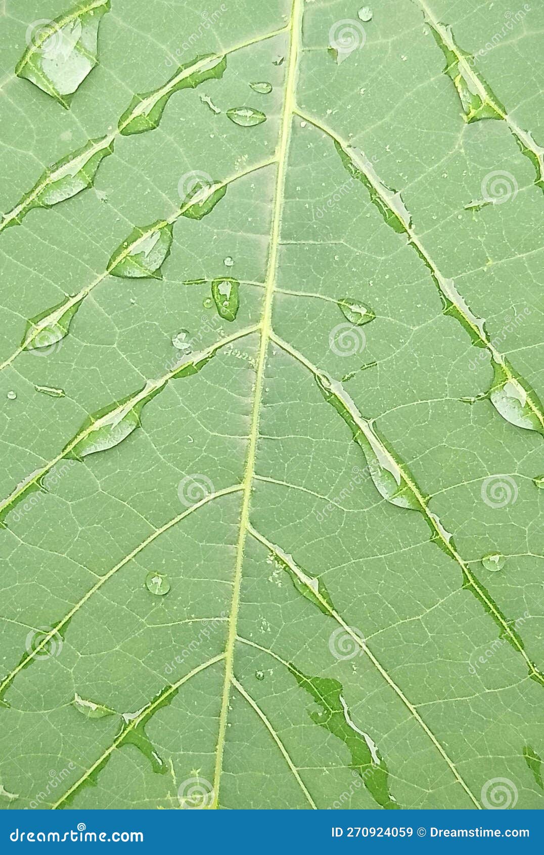 Morning Dew on a Green Leaf Looks Beautiful in the Morning Stock Image ...