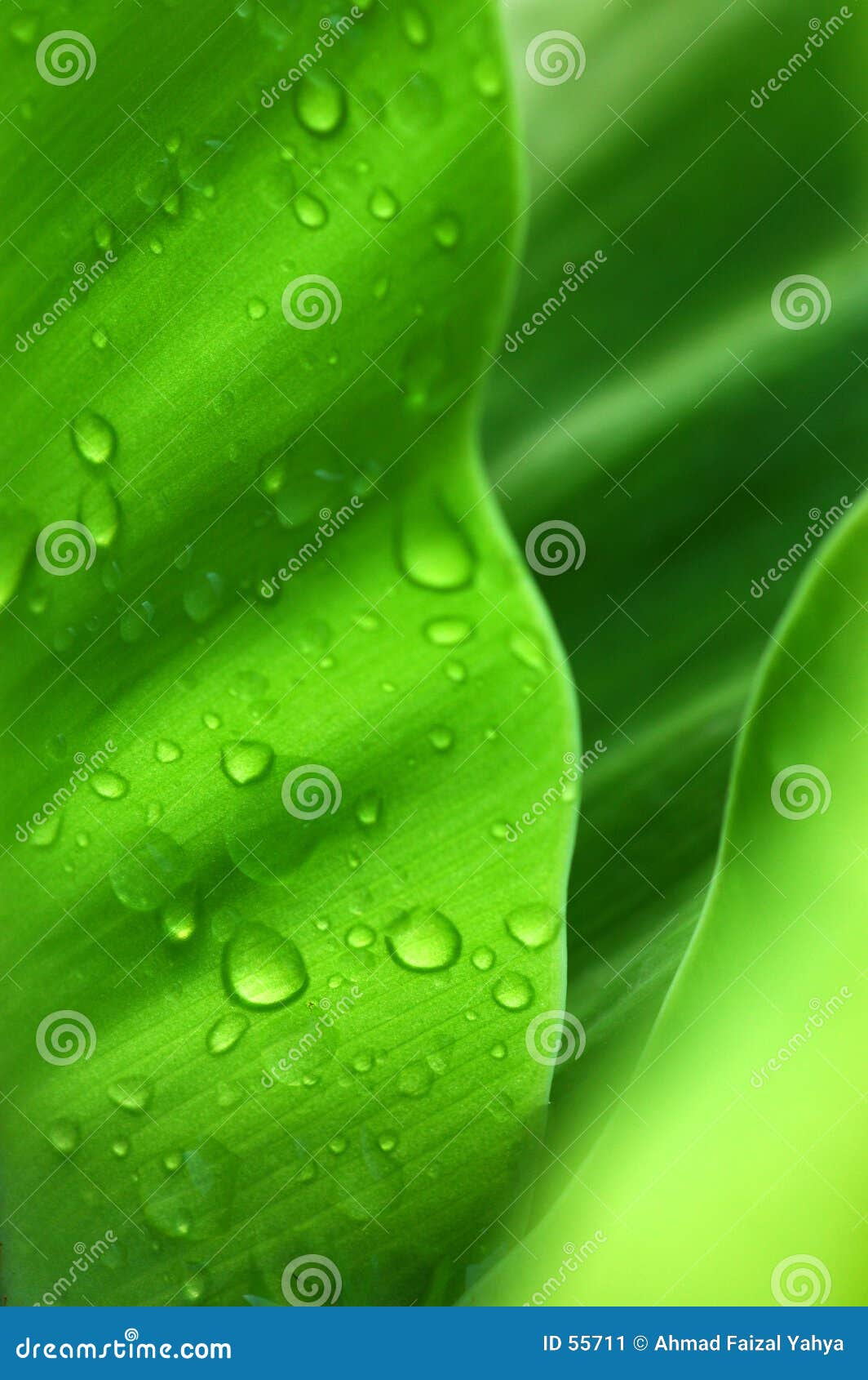 Morning dew II stock image. Image of water, nature, close - 55711
