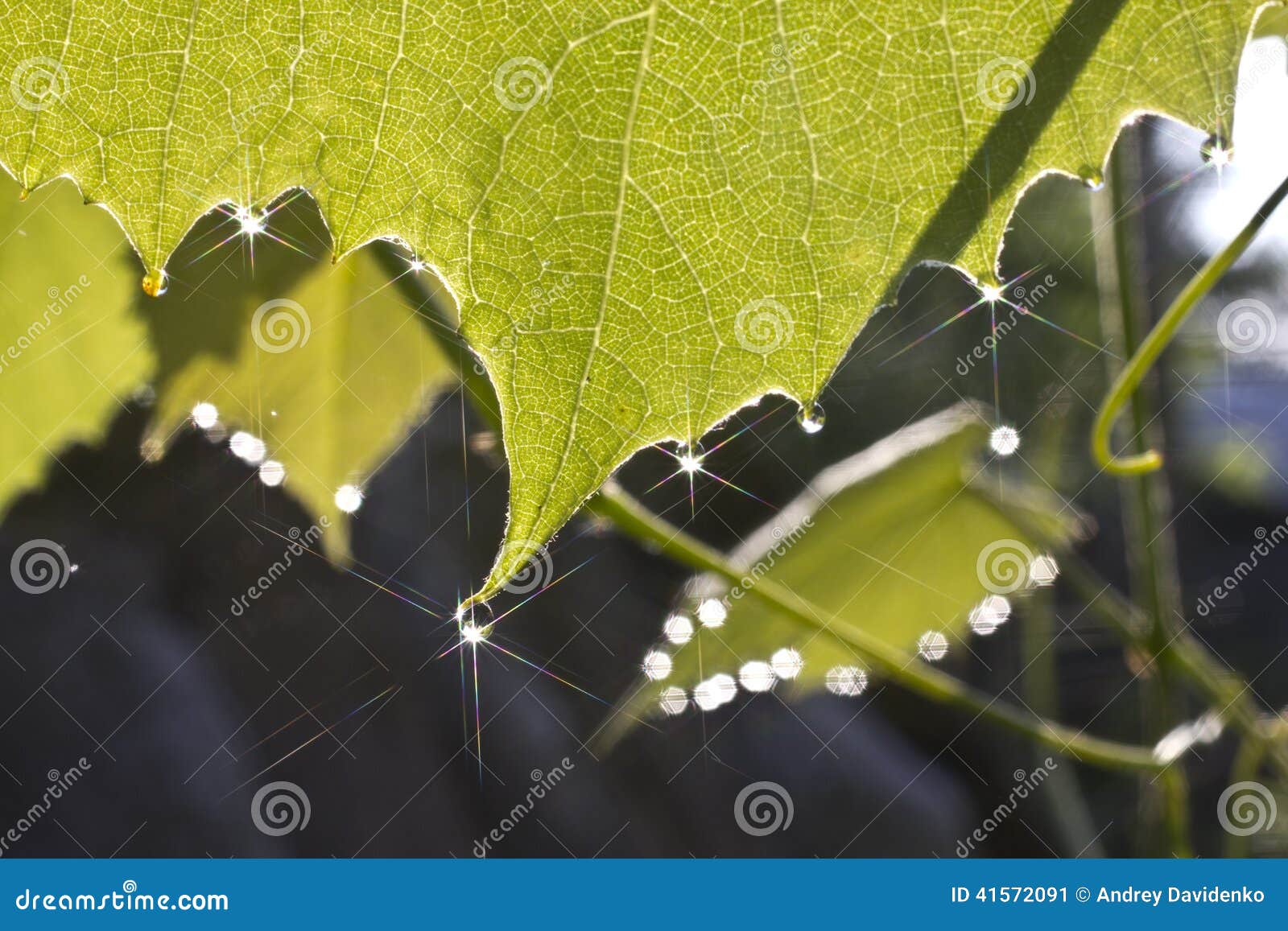 Morning dew stock image. Image of light, morning, reflection - 41572091
