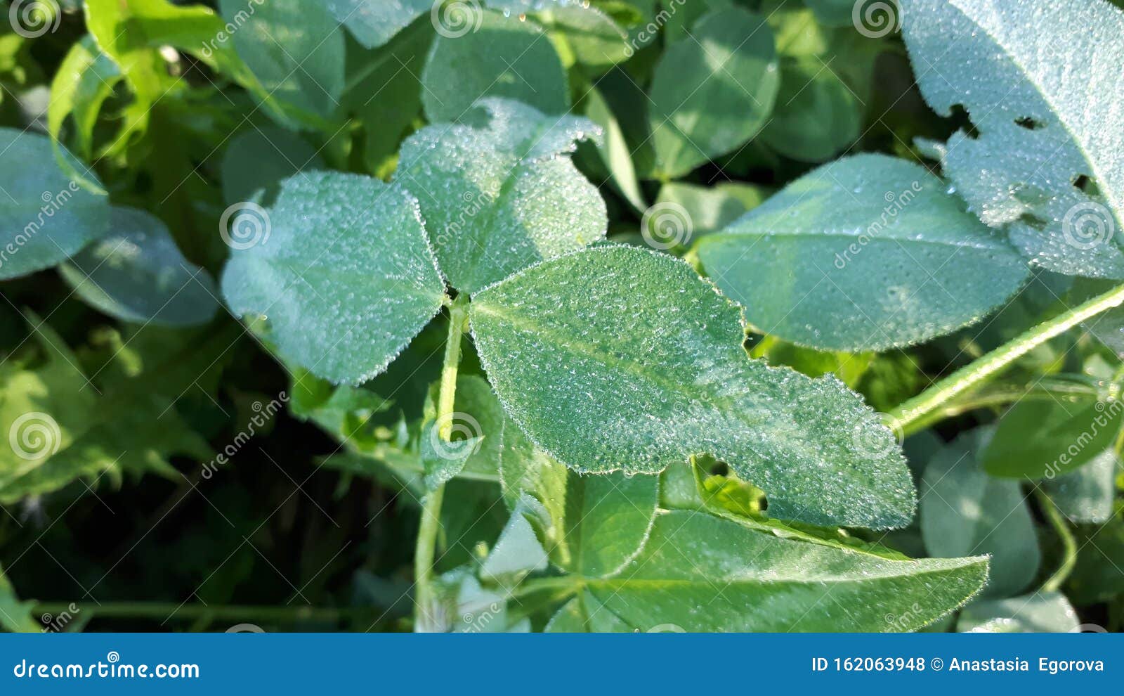 The Morning Dew on the Leaves of Clover Stock Photo - Image of green ...