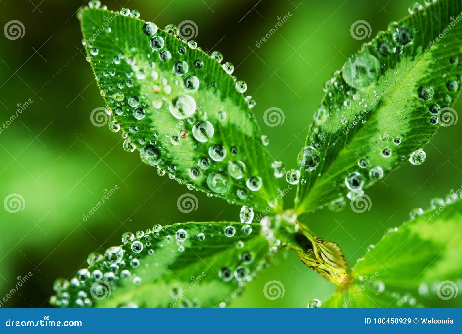 Morning Dew in Macro stock image. Image of rainfall - 100450929