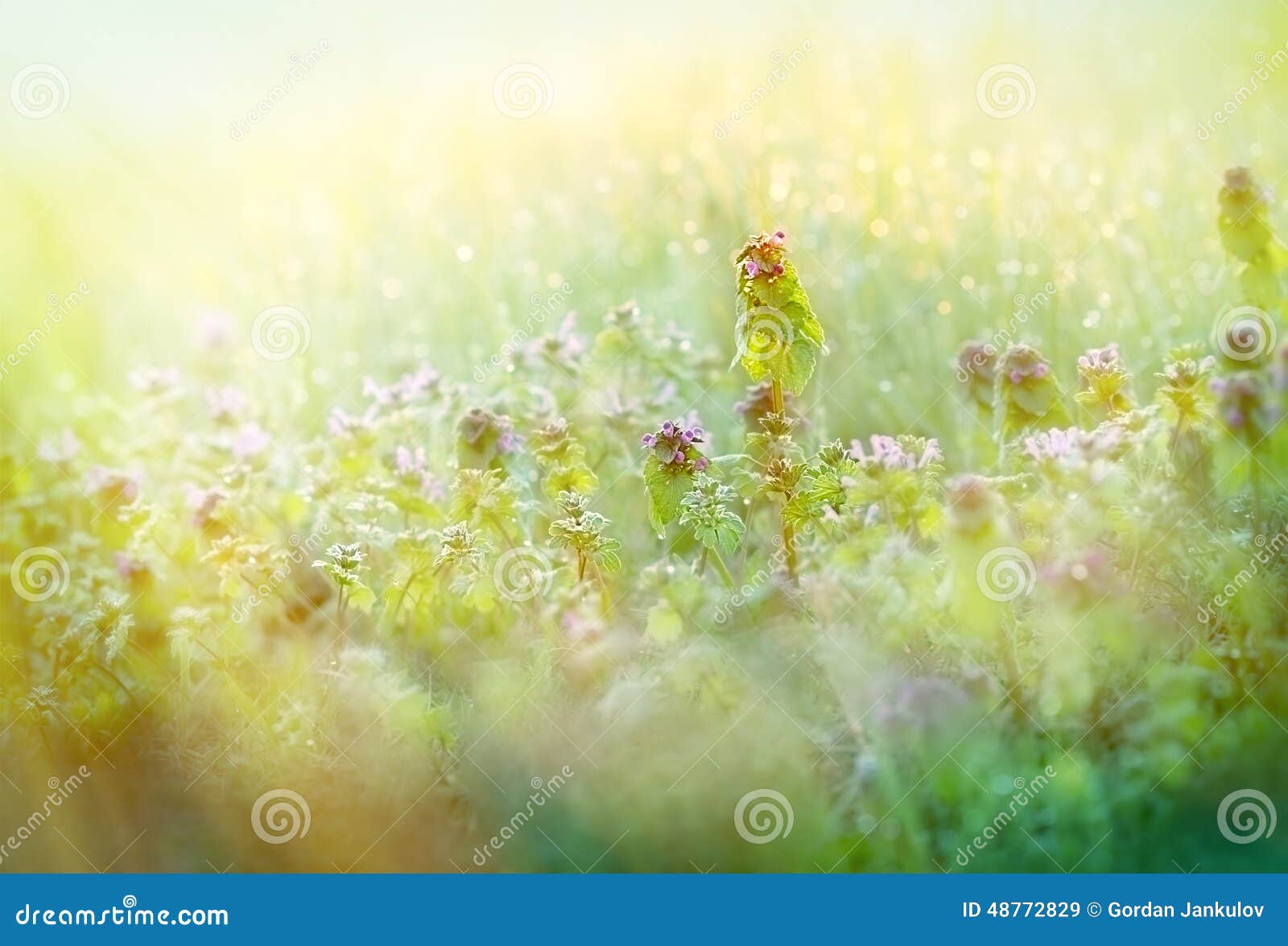Morning Dew in Meadow - in Spring Stock Image - Image of meadow, bright ...