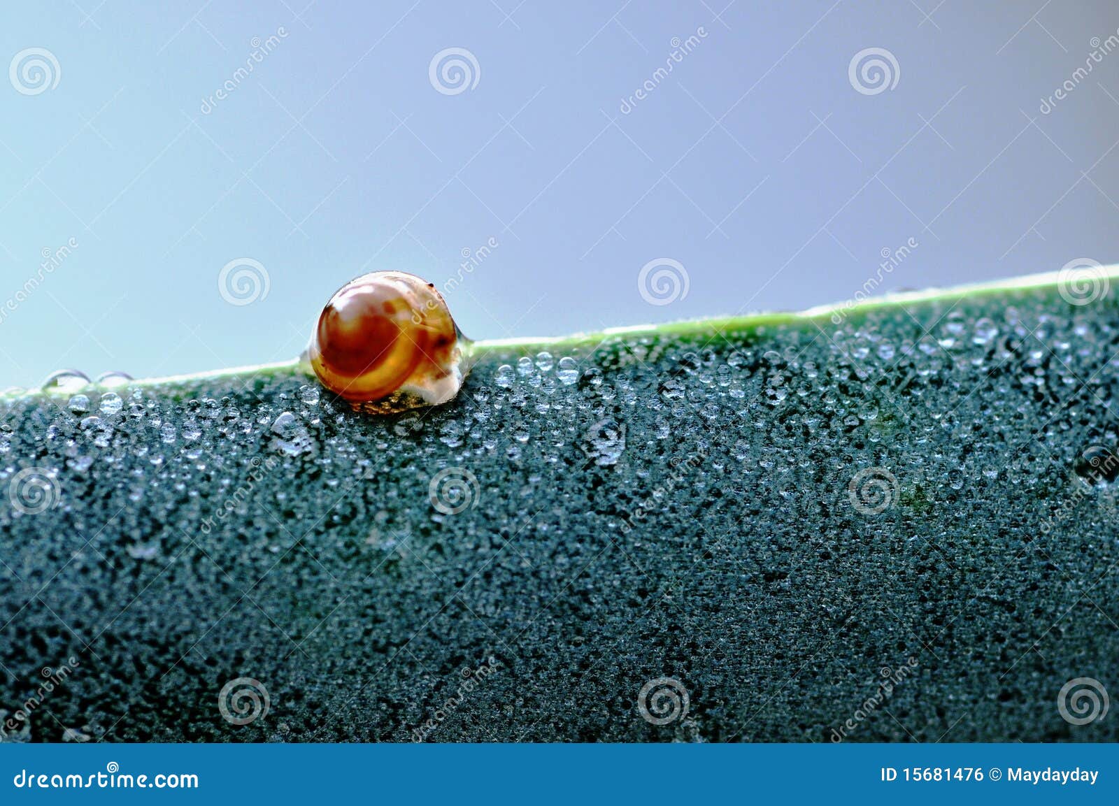 Morning Dew Mini Snail stock photo. Image of life, close - 15681476
