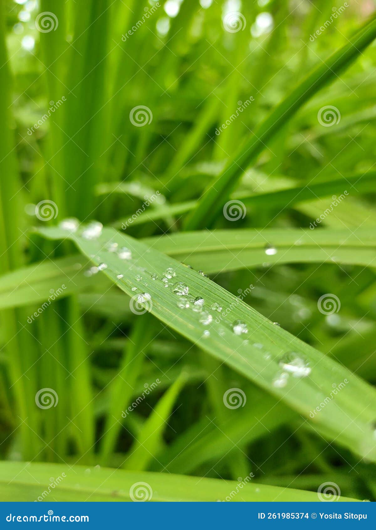 The Morning Dew stock photo. Image of nature, green - 261985374