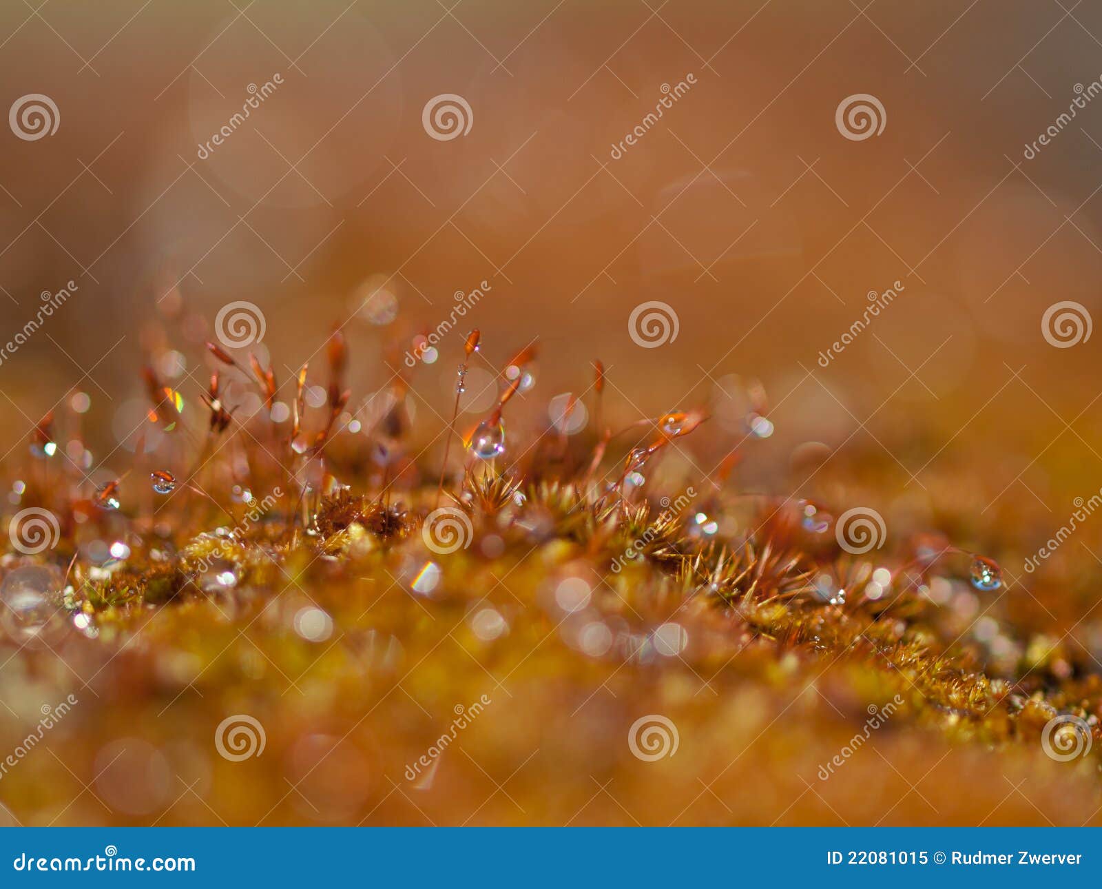 Morning dew on moss stock image. Image of drops, transparent - 22081015