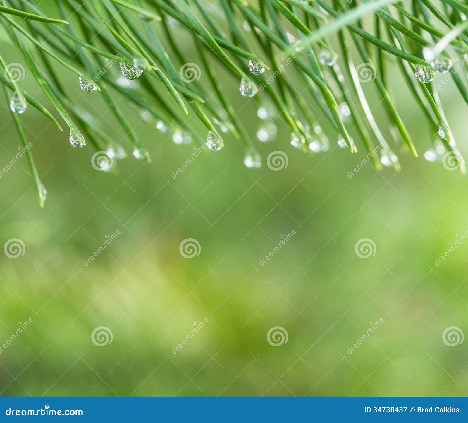 Morning Dew Nature Background Stock Image - Image of background ...