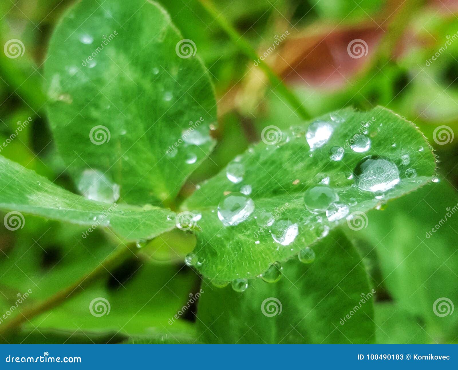Morning Dew in Rainy Weather Stock Image - Image of rainy, weather ...