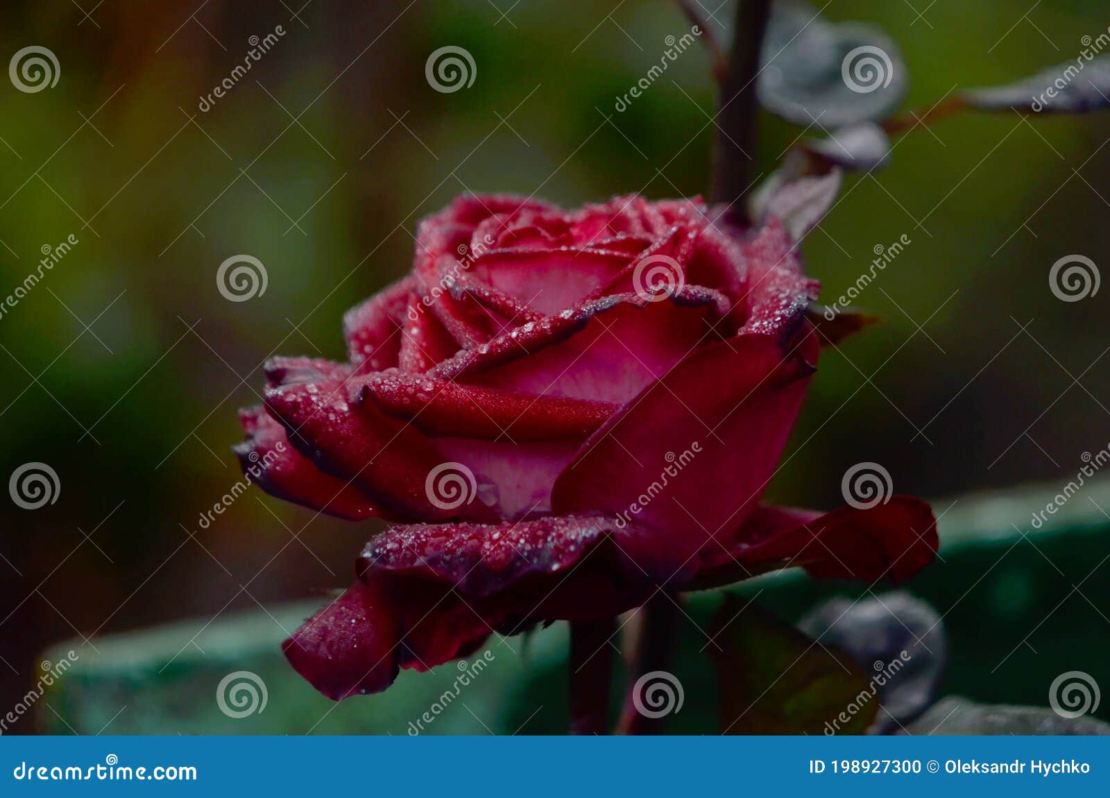Morning dew on a red rose stock photo. Image of nature - 198927300