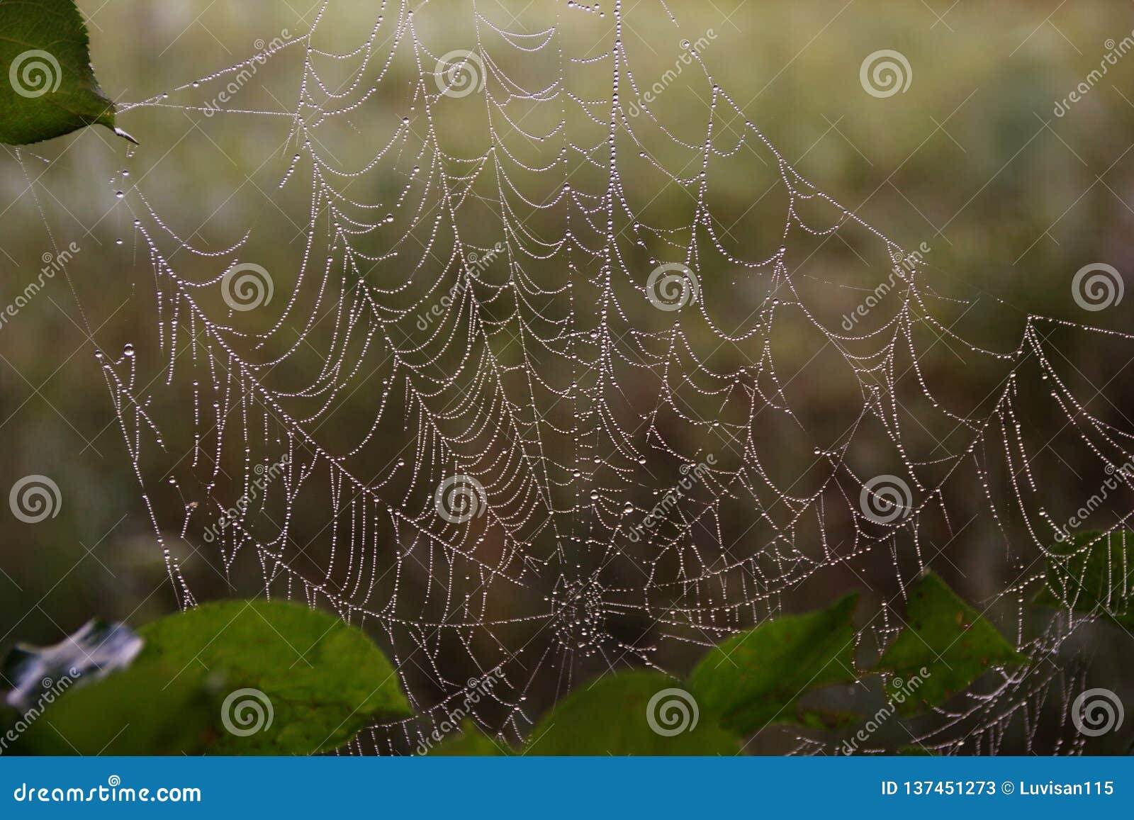 Morning Dew on a Spider Web, Close-up Stock Image - Image of cobweb ...