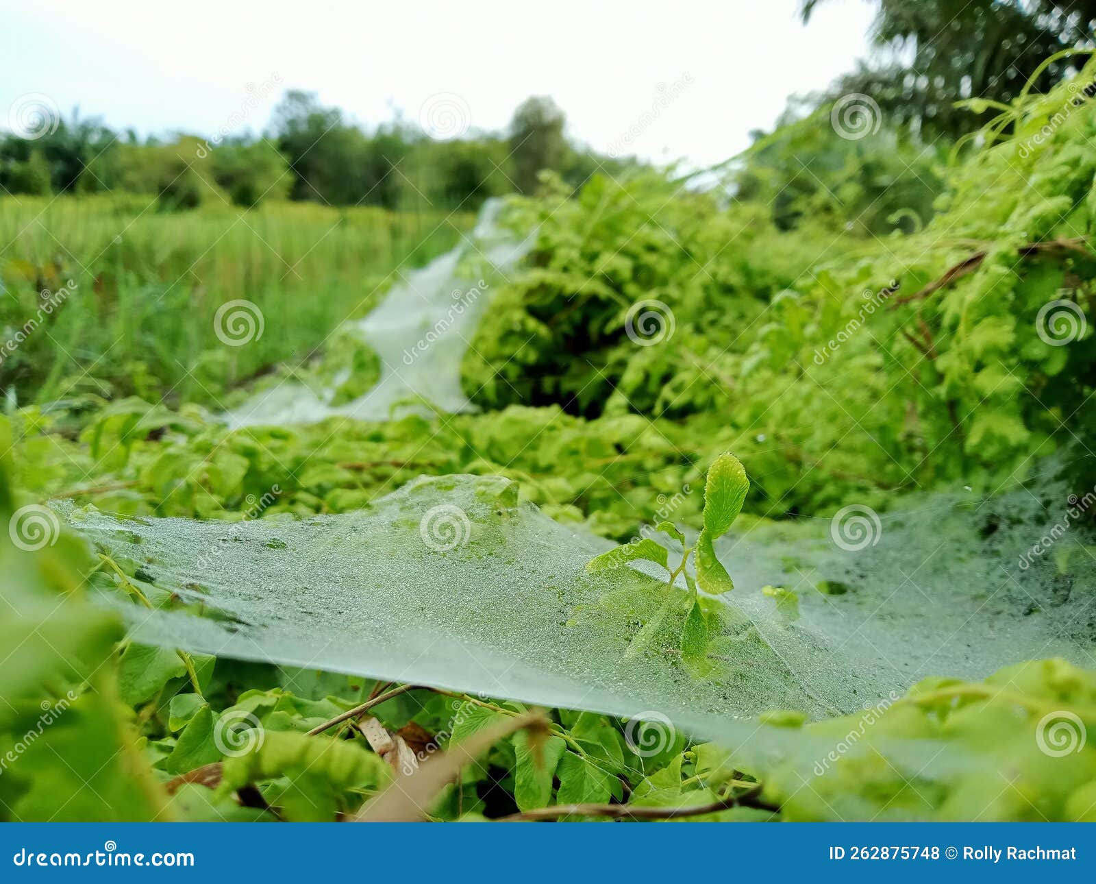 Morning dew on spider webs stock photo. Image of field - 262875748
