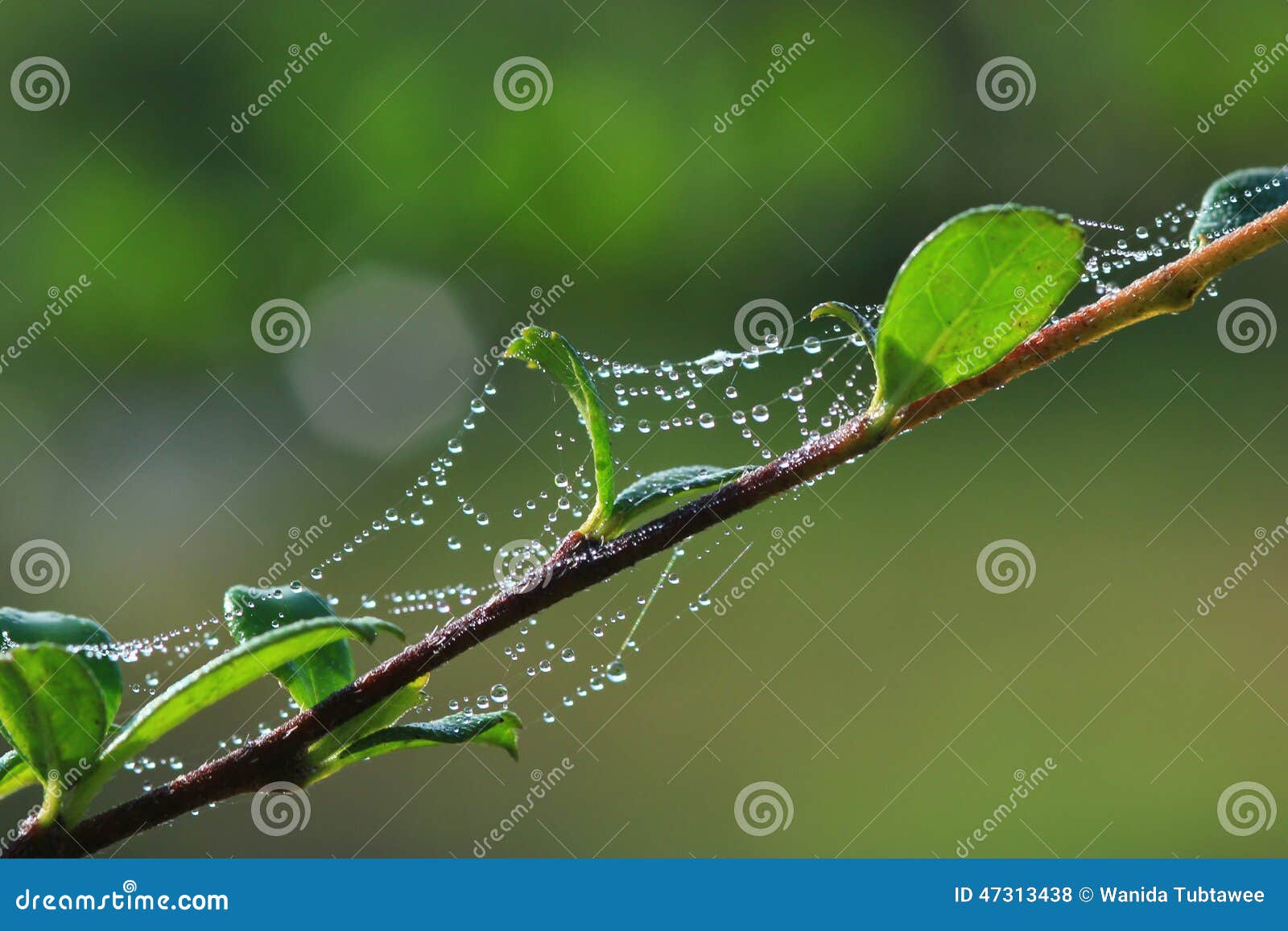 Morning Dew on Spider Webs. Stock Photo - Image of forests, animal ...