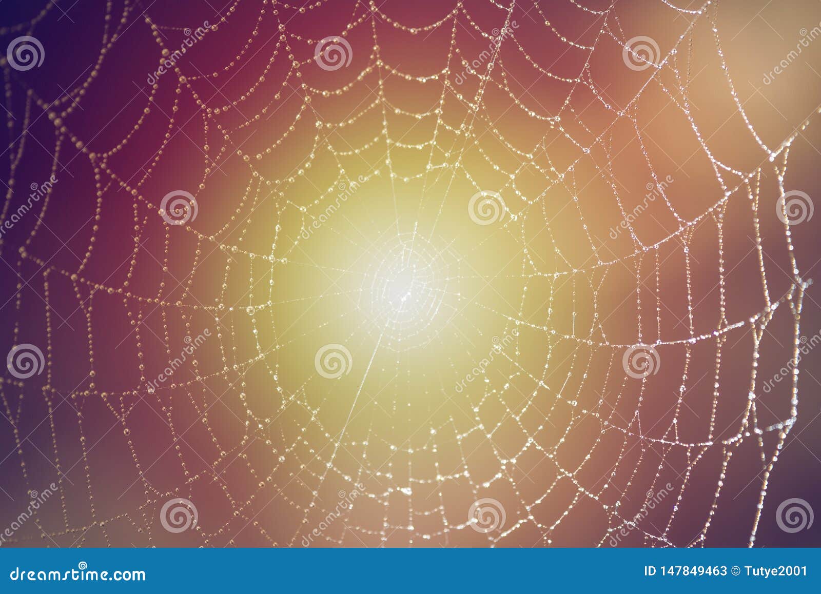 Morning dew on spiderweb stock image. Image of connection - 147849463