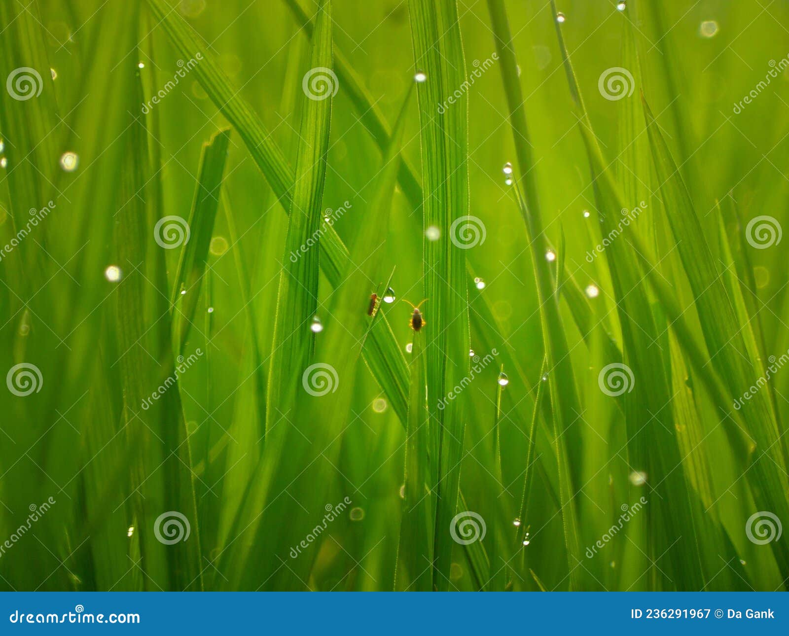 Morning Dew on Spring Grass Stock Image - Image of agriculture ...