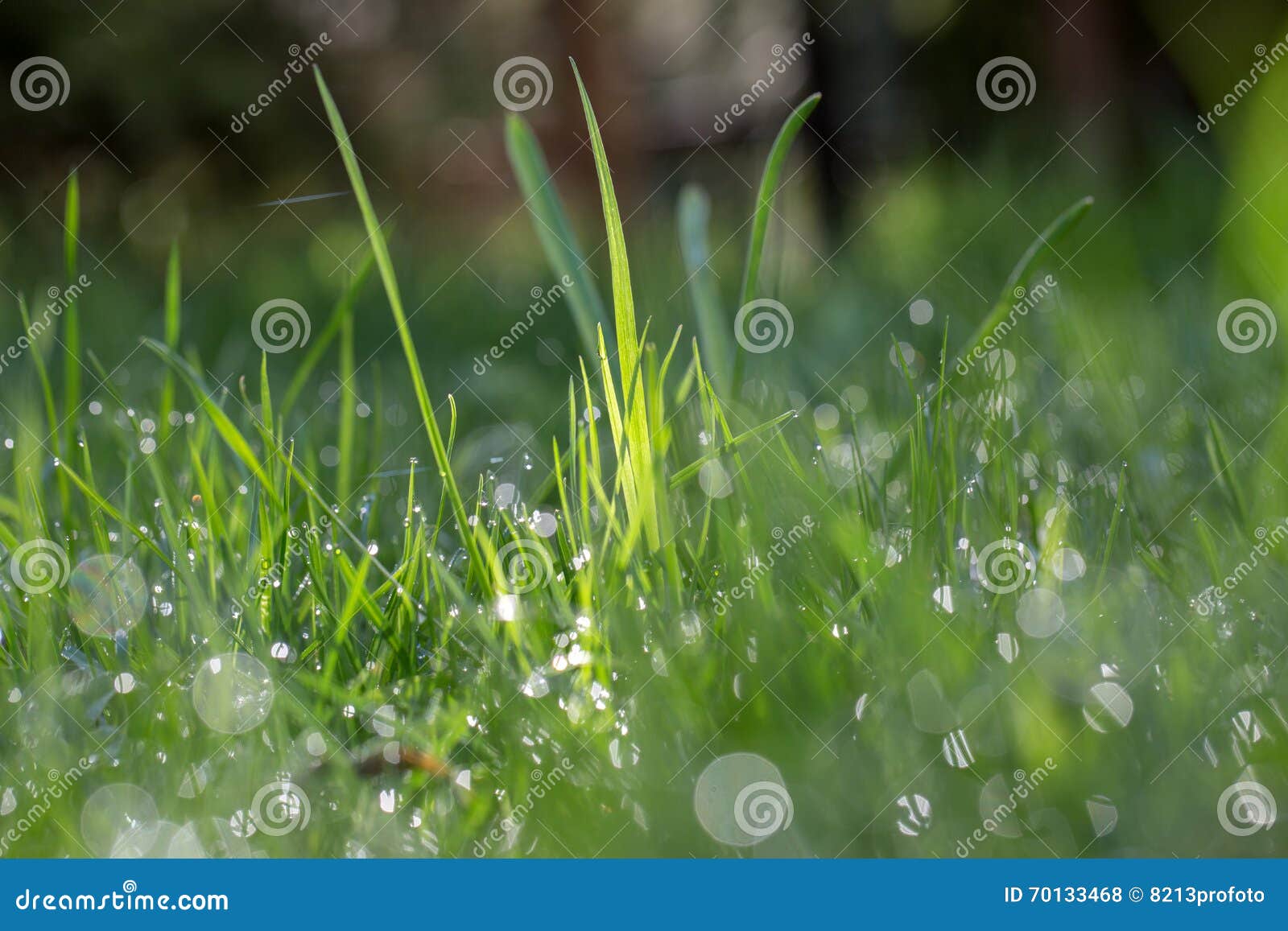 Morning Dew on Spring Grass, Stock Photo - Image of bokeh, liquid: 70133468