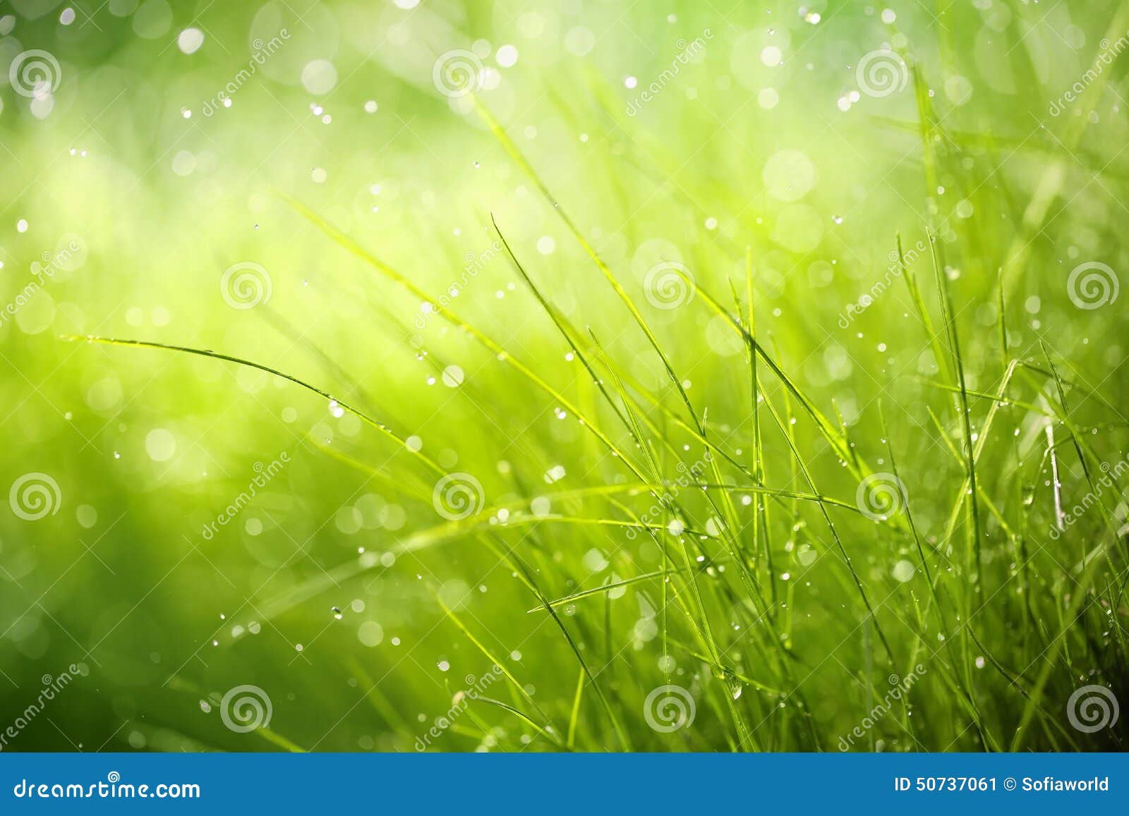 Morning Dew on Spring Grass Stock Image - Image of environment, grass ...