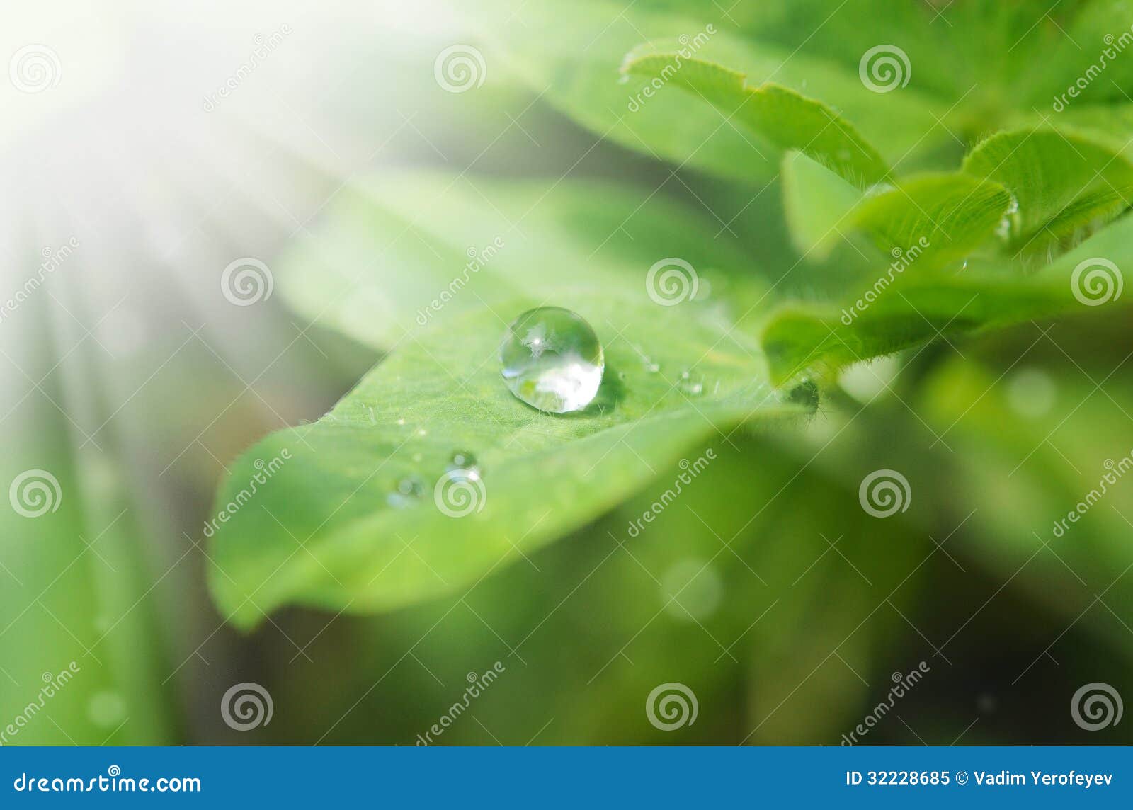 Morning dew stock image. Image of garden, dewdrop, creative - 32228685