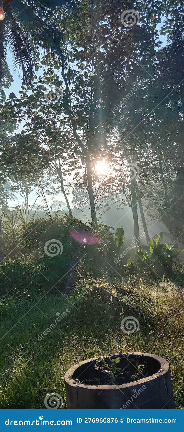 The Morning Dew and Sunlight are Very Beautiful To Capture Stock Photo ...