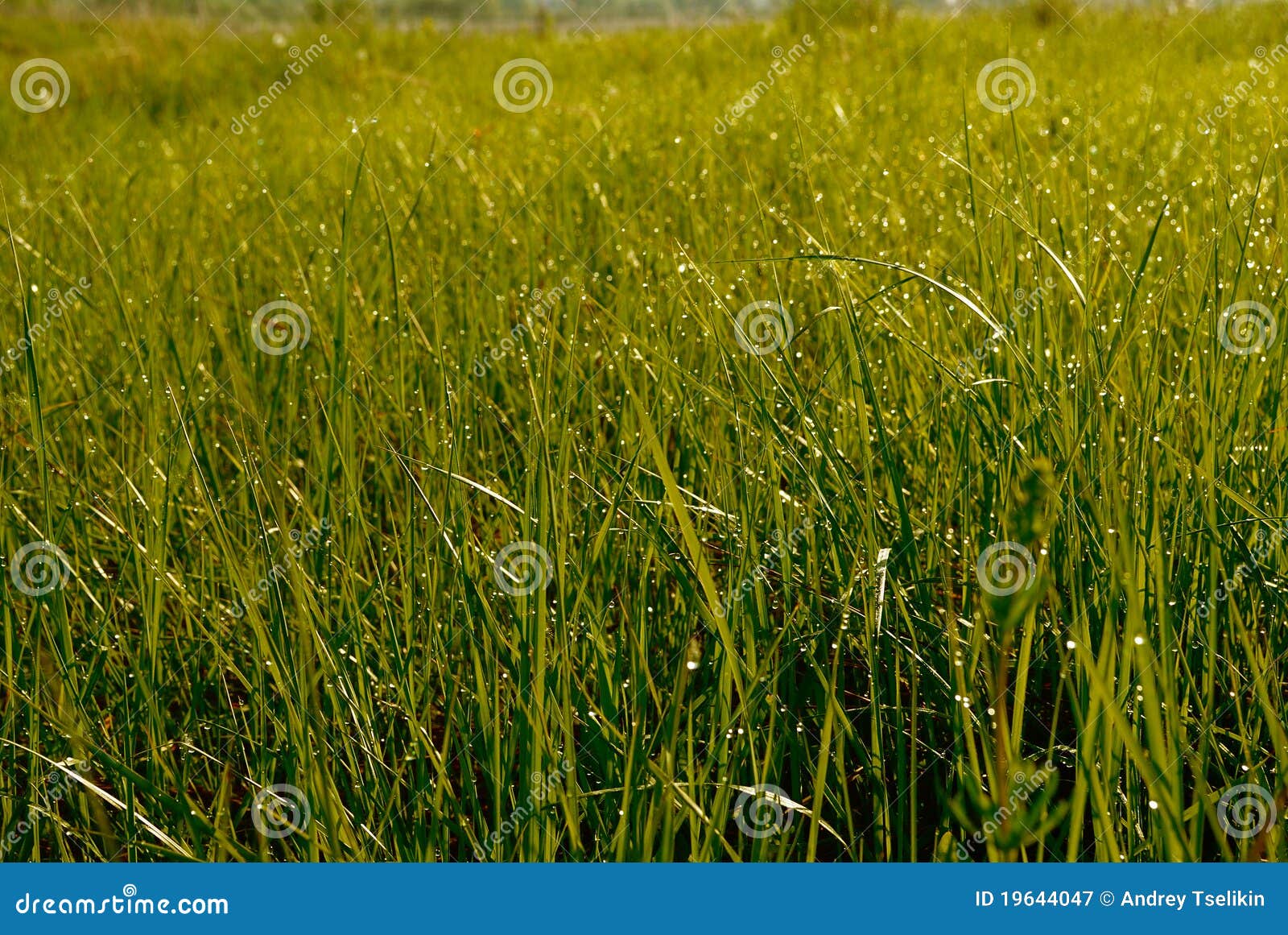 Morning dewy grass stock image. Image of summer, bead - 19644047