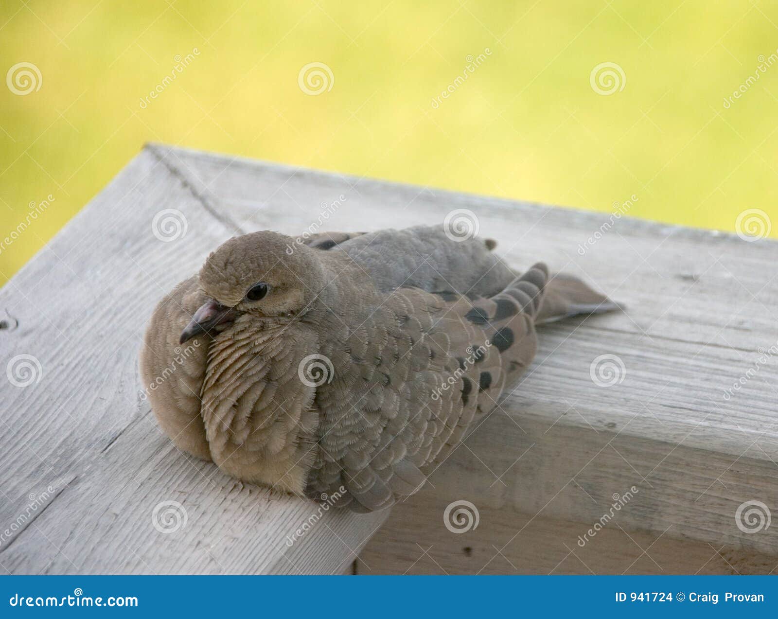 Morning dove stock photo. Image of young, animal, nature - 941724