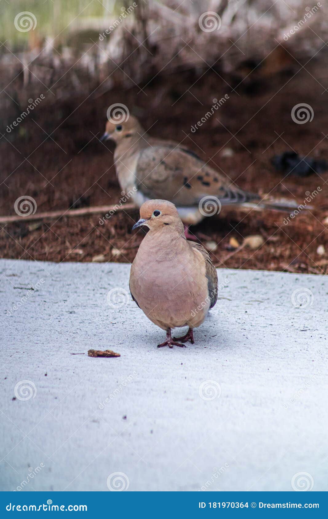 Morning Dove Couple in Spring Stock Photo - Image of feather, birds ...